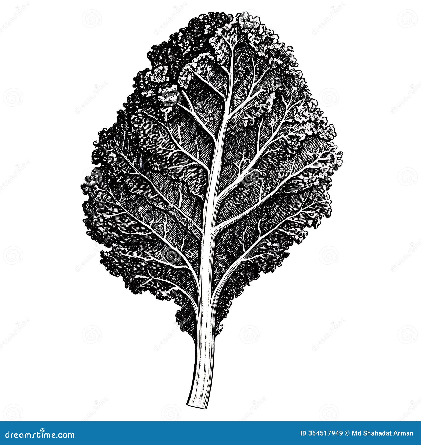 Detailed Black and White Illustration of a Single Kale Leaf Ink Scketch ...