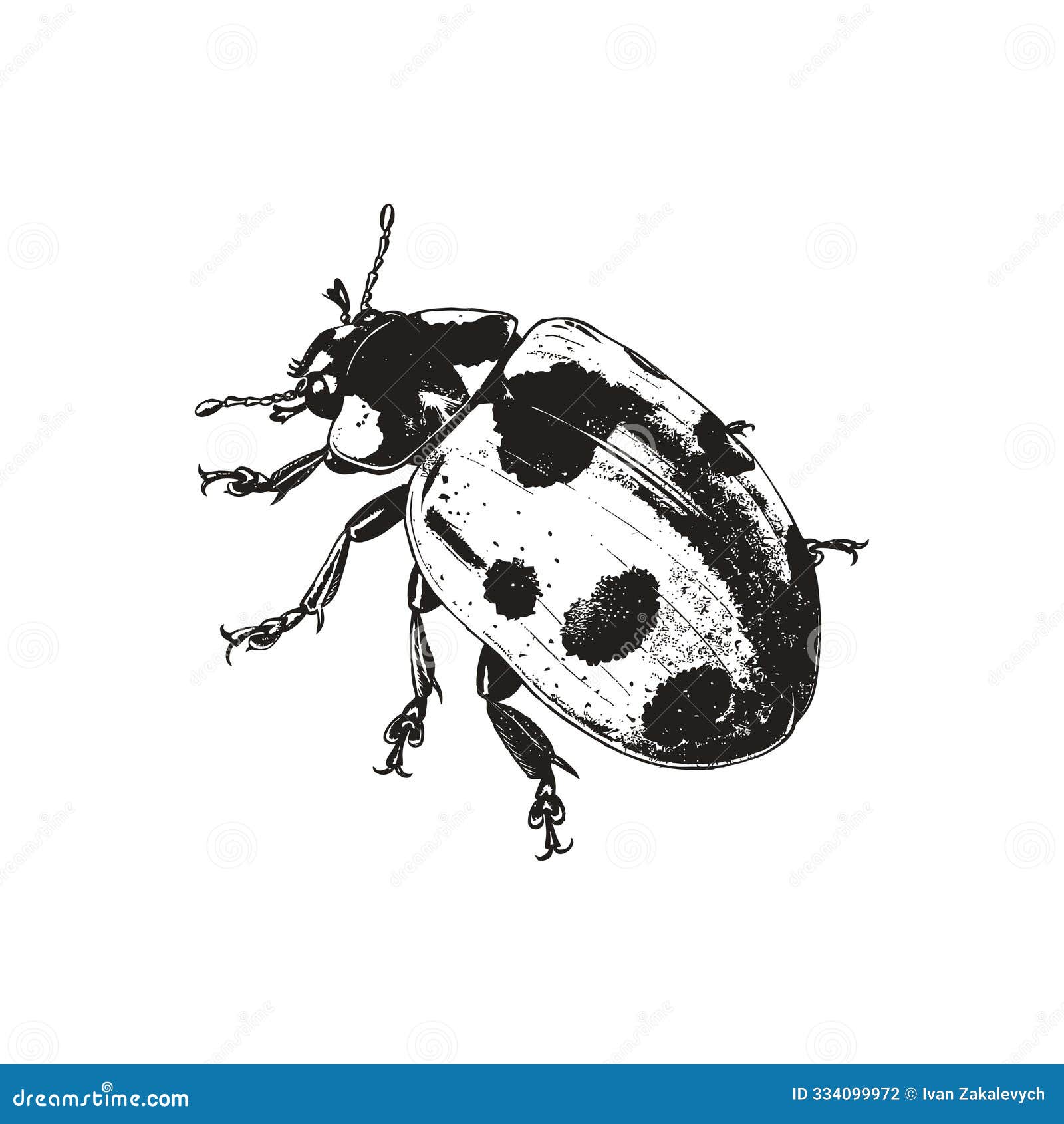 Detailed Black and White Side View Beetle. Vector Illustration Design ...