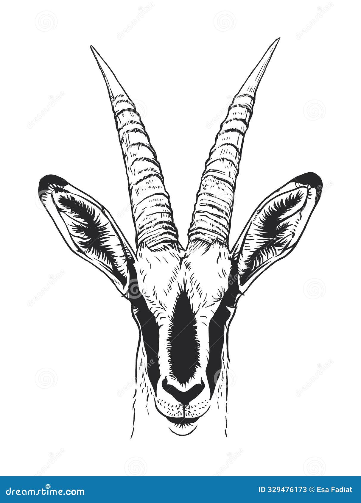 A Detailed Black and White Sketch of a Springbok S Head, Facing Forward ...