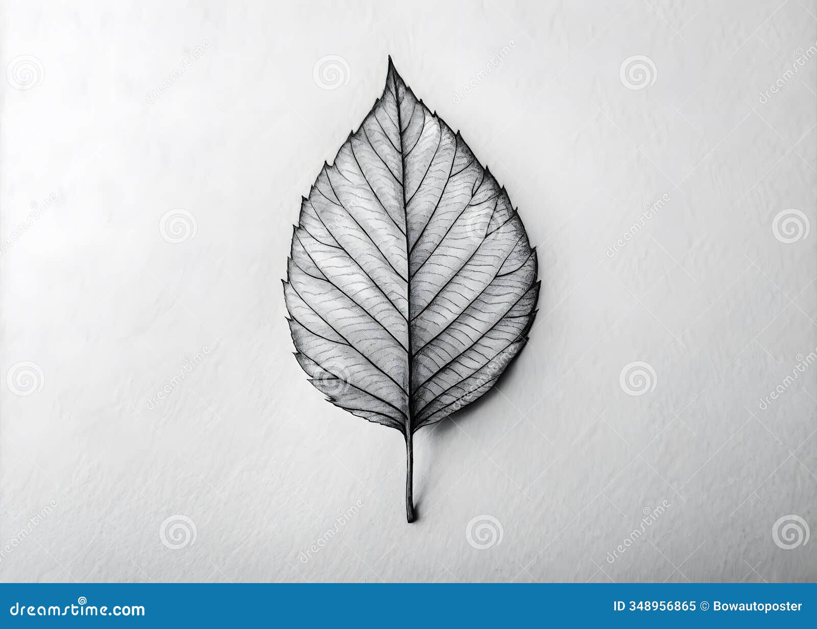 Detailed Botanical Illustration of a Single Leaf a Visual Guide To Leaf ...