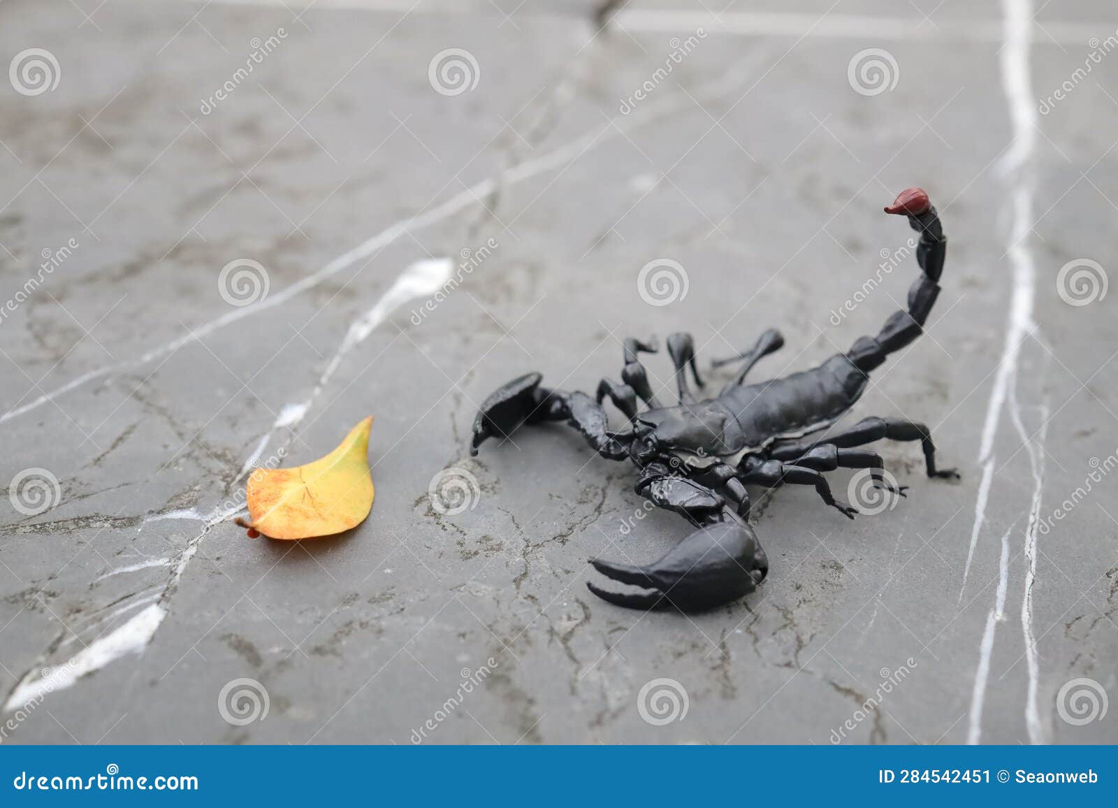A Detailed and Captivating Close-up View of Scorpion Stock Image ...