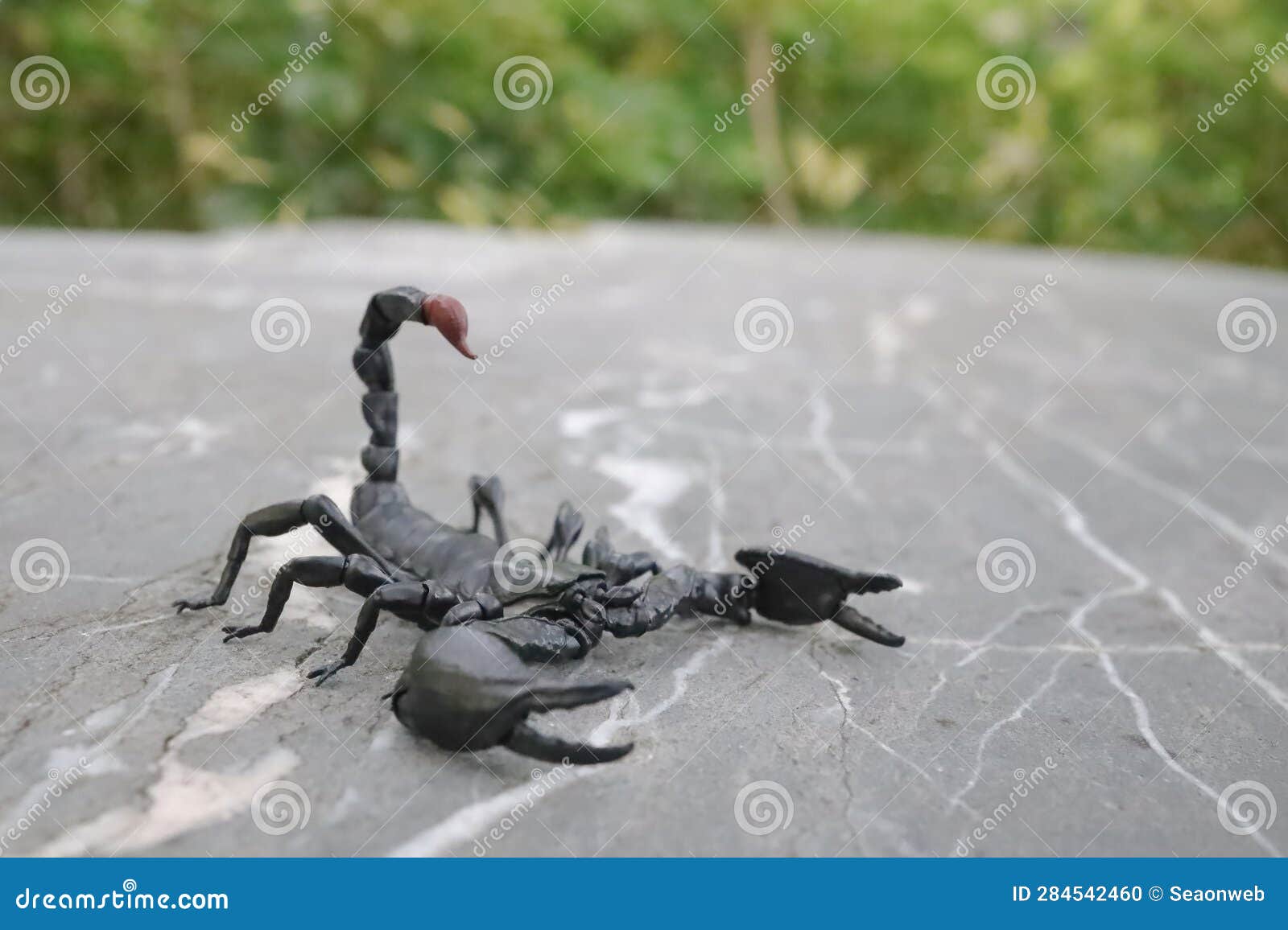 A Detailed and Captivating Close-up View of Scorpion Stock Photo ...