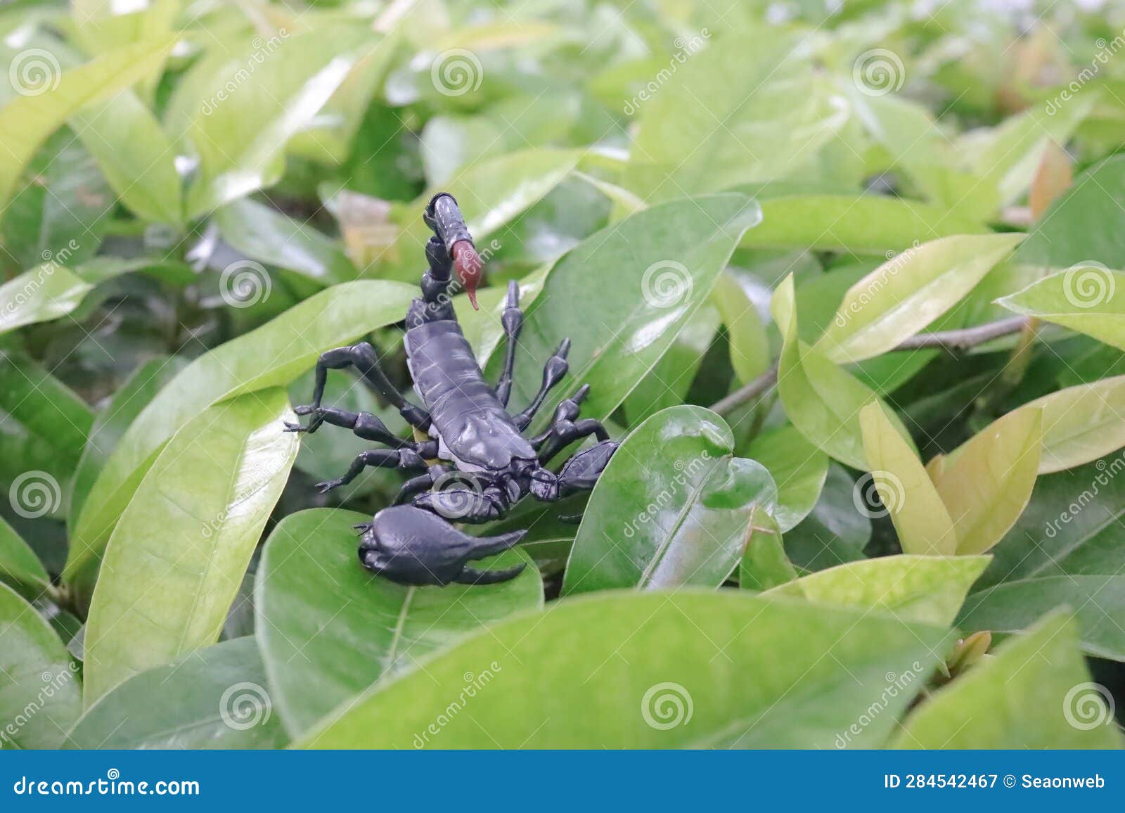 A Detailed and Captivating Close-up View of Scorpion Stock Image ...