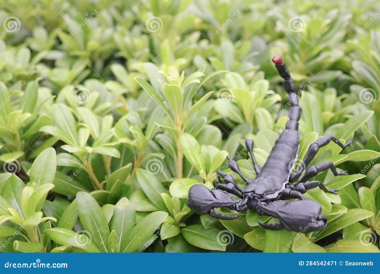 A Detailed and Captivating Close-up View of Scorpion Stock Image ...