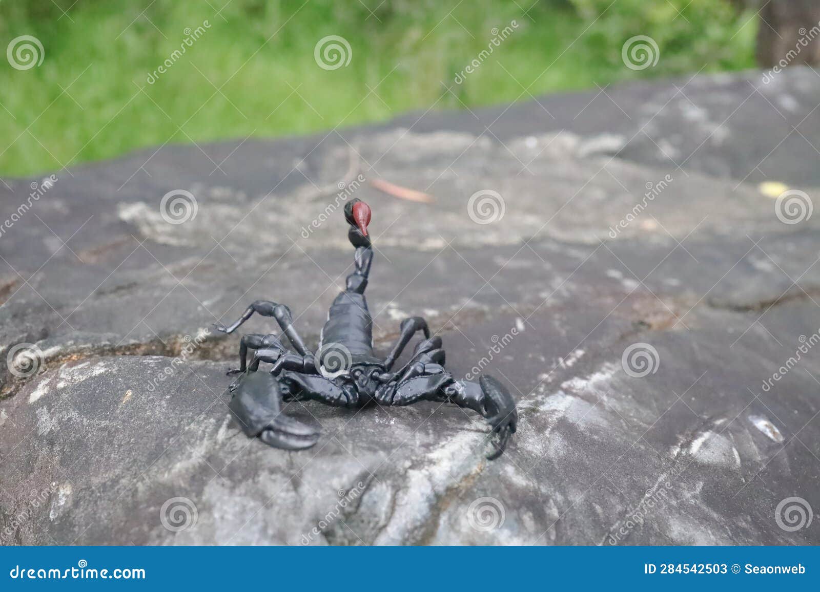A Detailed and Captivating Close-up View of Scorpion Stock Image ...