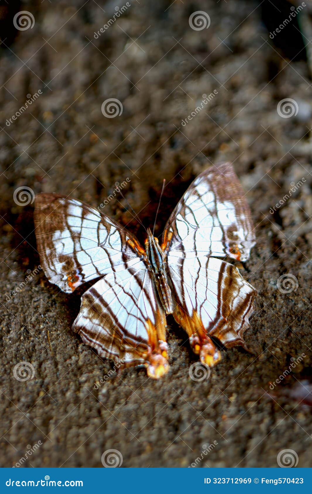 Elegant Common Mapwing Butterfly(Cyrestis Thyodamas Formosana) in Wulai ...