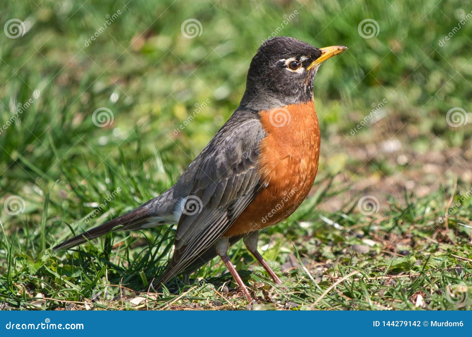 Detailed Close Up of American Robin Stock Photo - Image of detailed ...