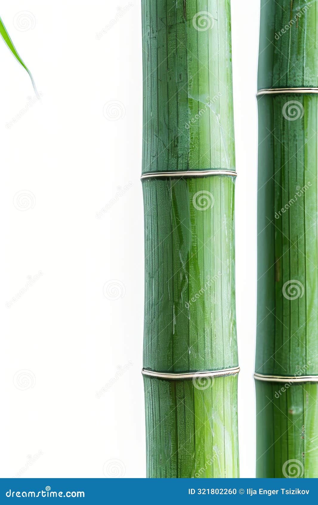 Detailed Close Up of Bamboo Stem on White Background, Emphasizing ...