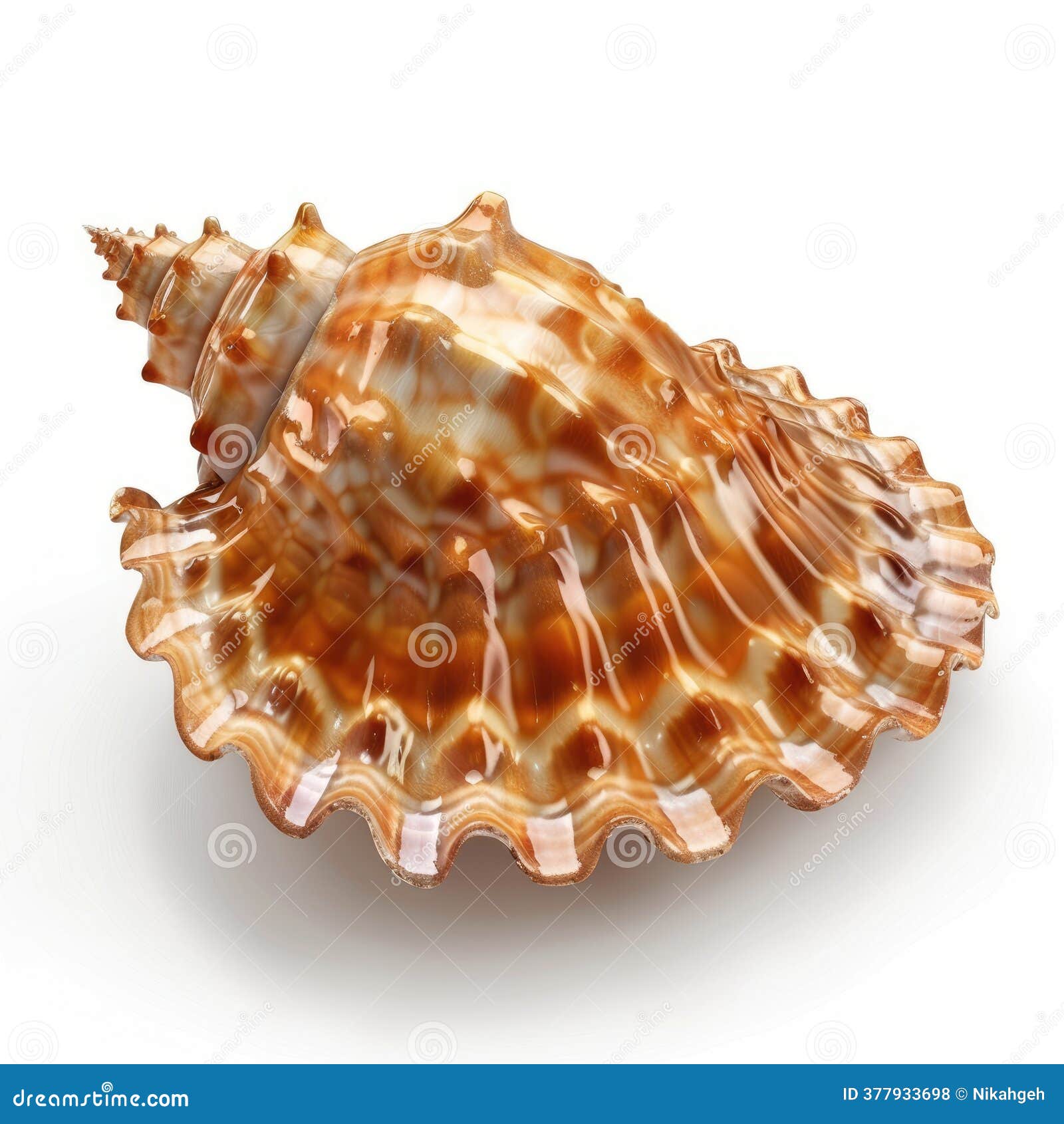 Brown Mollusc Shell Lying With Wavy Relief Pattern On Its Surface ...
