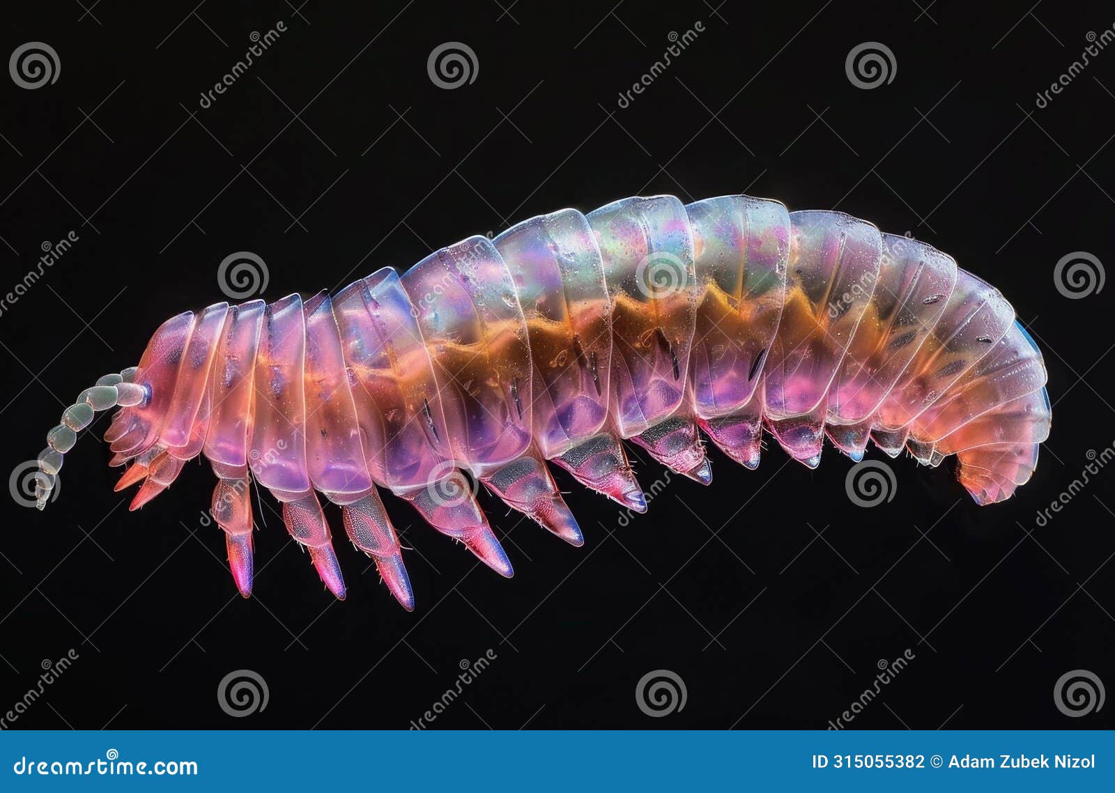 Isopod Cartoons, Illustrations & Vector Stock Images - 51 Pictures to ...