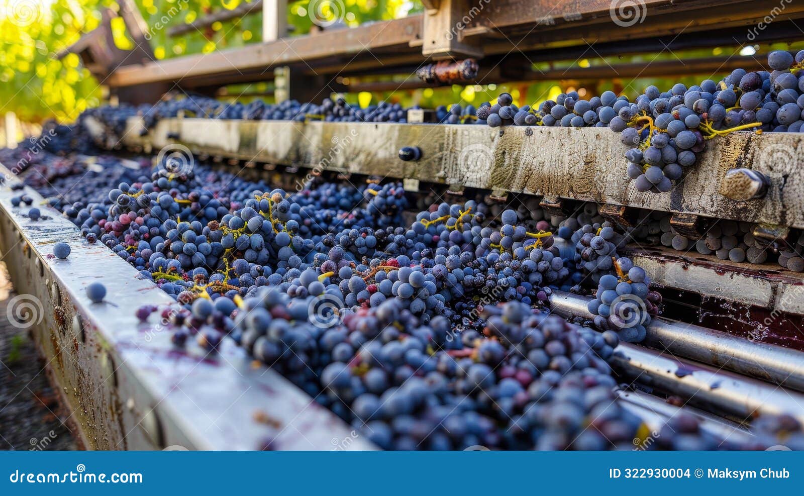 Detailed Close Up of Grape Crushing Process in a Press Machine for ...