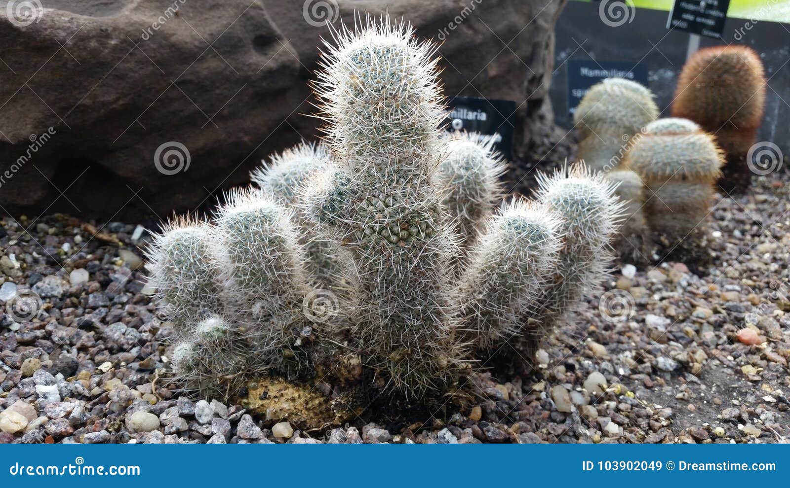 A group of mini cacti stock image. Image of including - 103902049