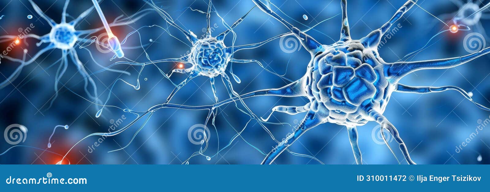 Detailed Close Up of Human Brain with Active Neurons and Neural ...