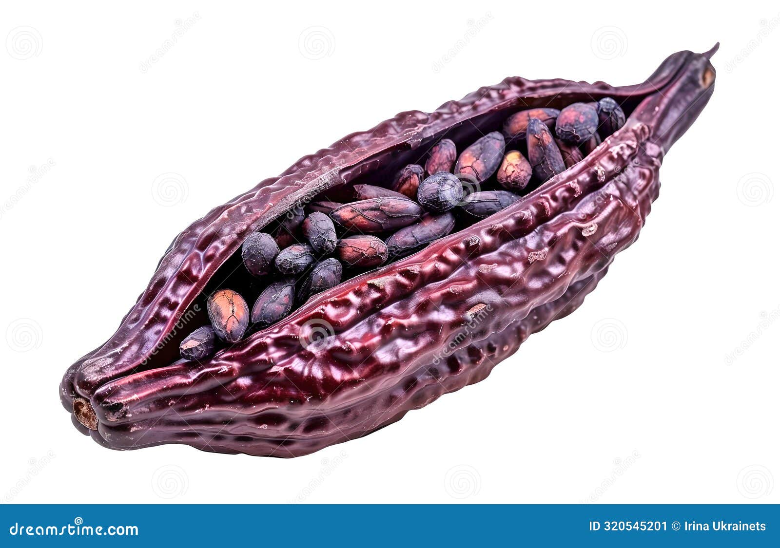 Close-up of an Open Cacao Pod Revealing Cacao Beans. this Image is ...