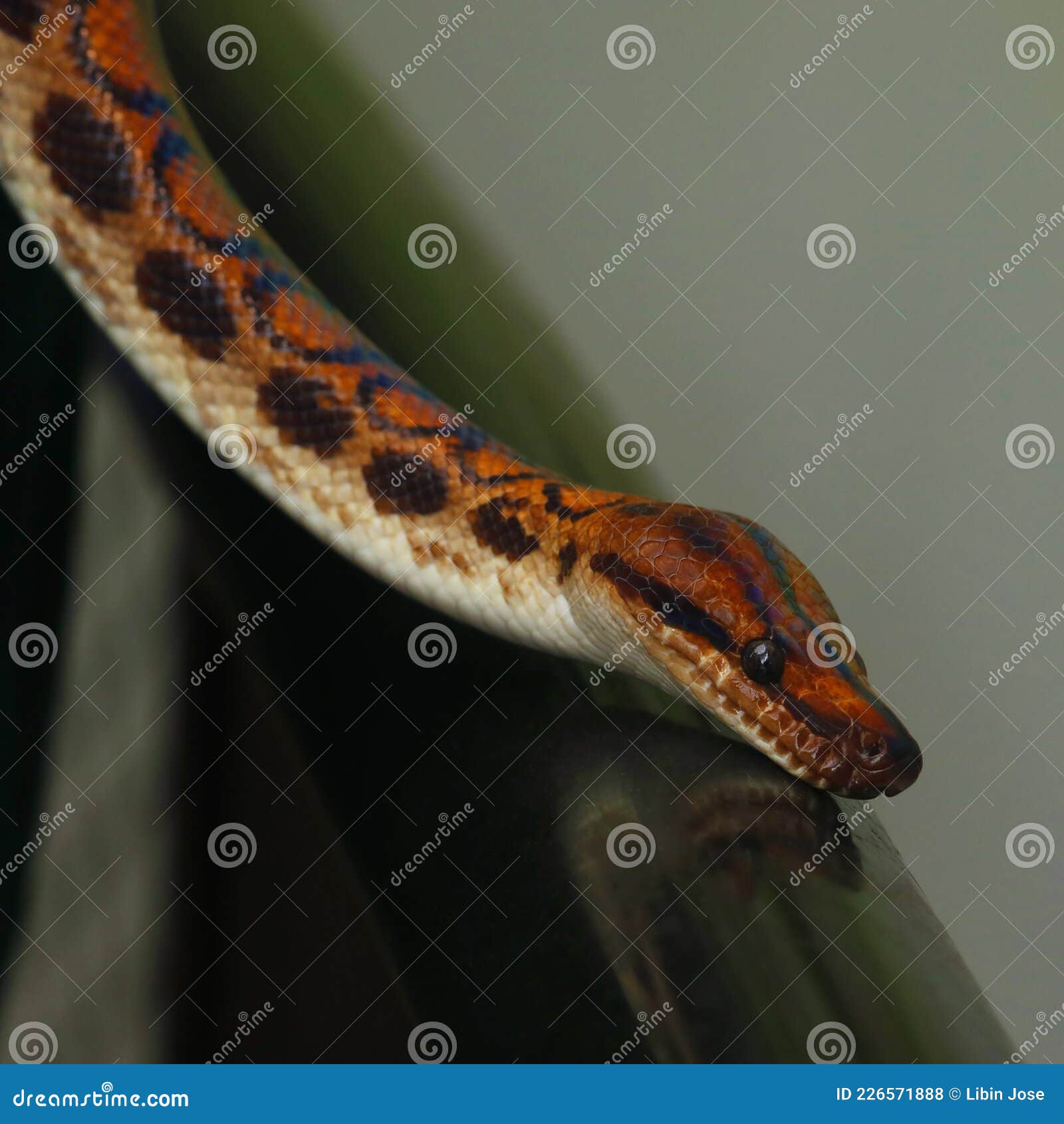 Rainbow Snake Fur Texture Royalty-Free Stock Photo | CartoonDealer.com ...