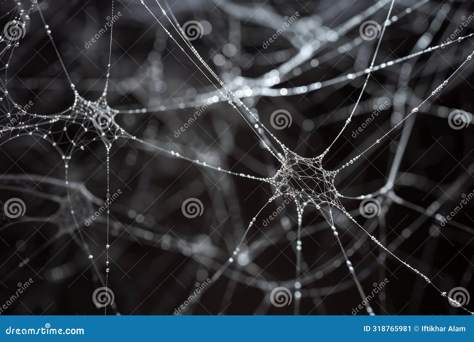 Detailed Close-up of a Spider Web Against a Black Backdrop, an ...