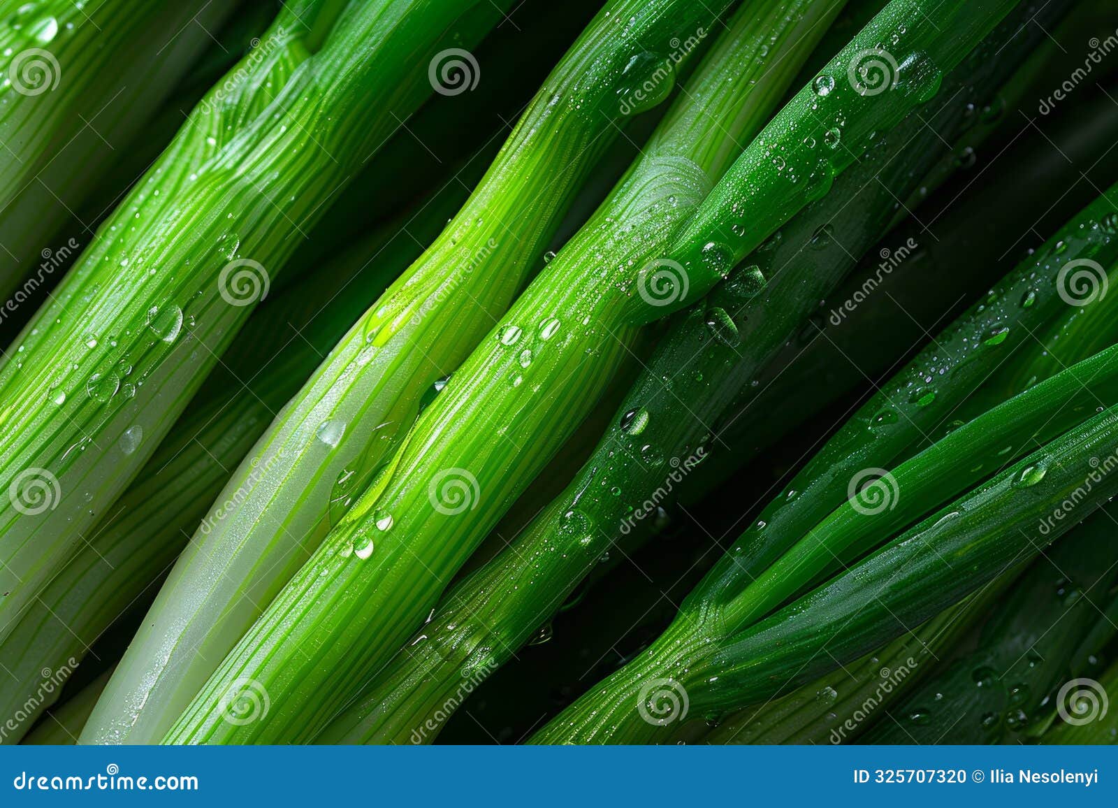 A Detailed Close-up View of a Bunch of Fresh Green Vegetable Stems ...