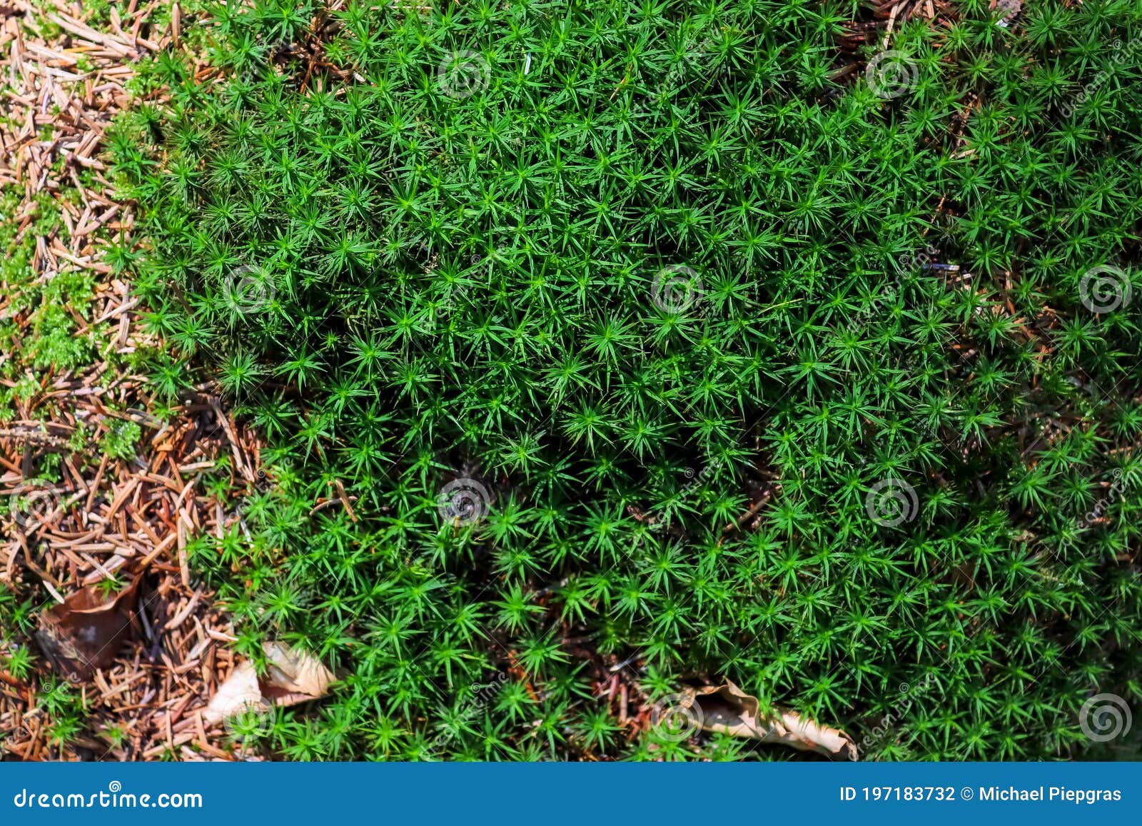 Detailed Close Up View at Different Moss Textures on a Forest Ground ...