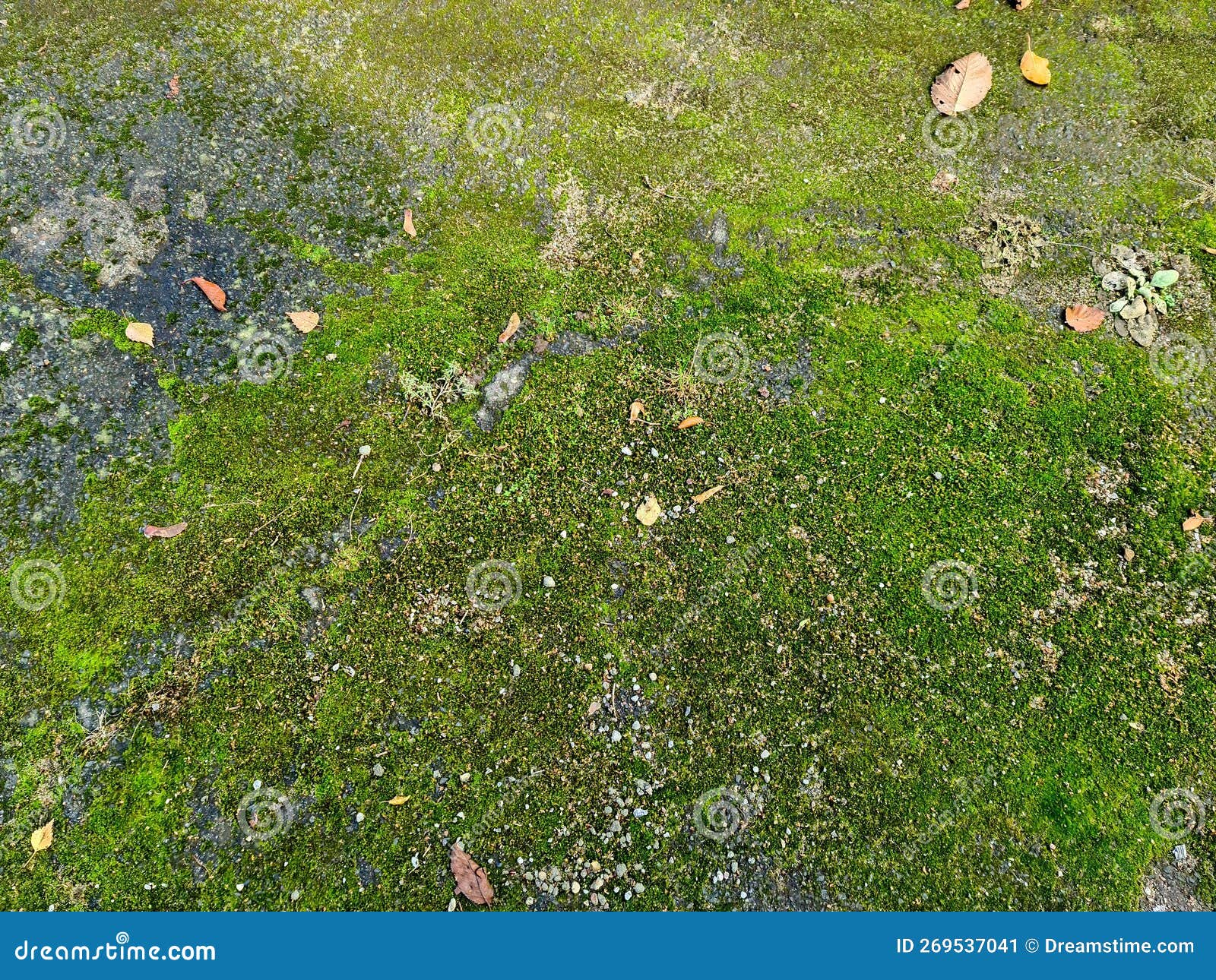 Detailed Close Up View at Different Moss Textures on a Forest Ground ...