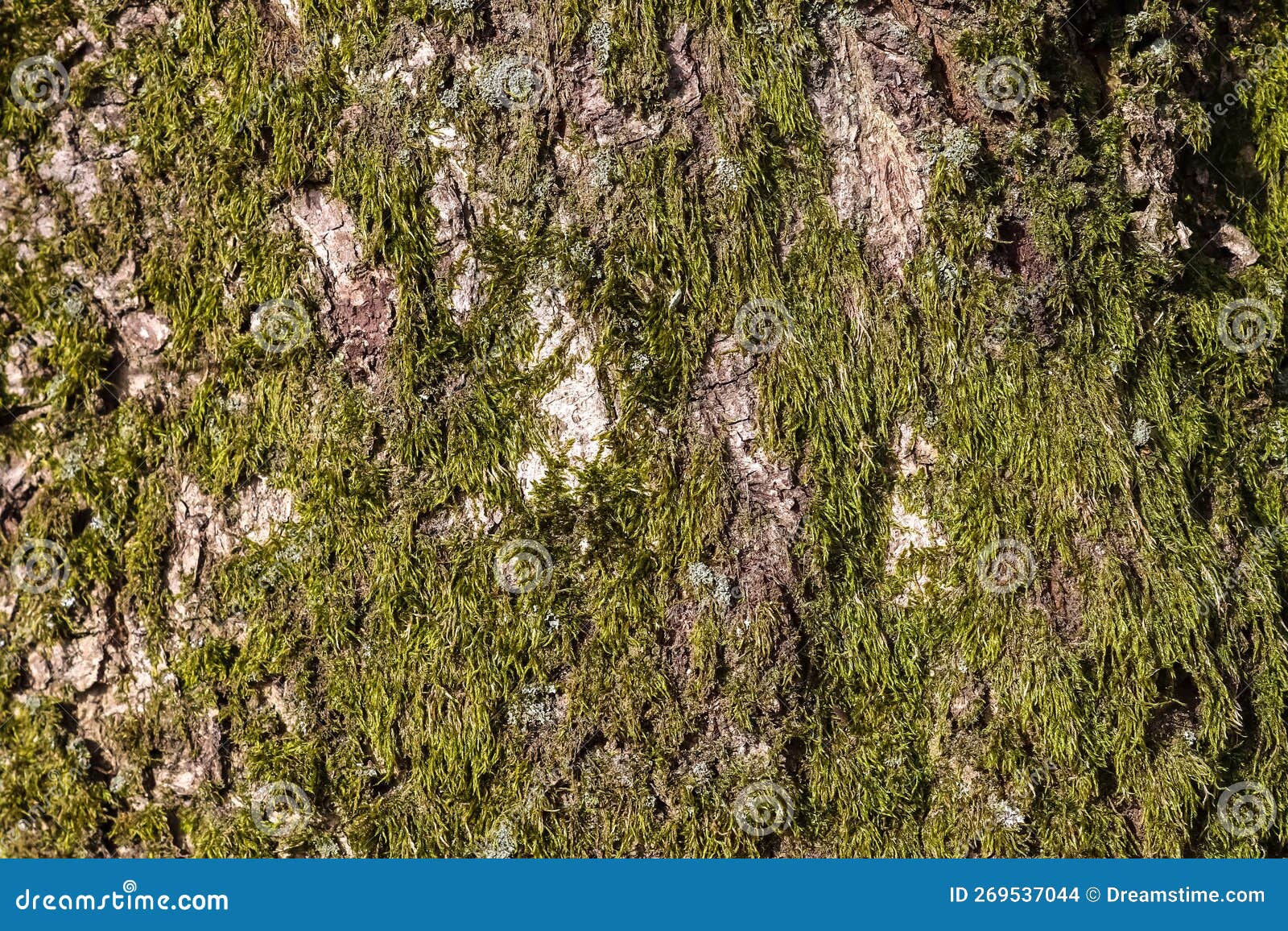 Detailed Close Up View at Different Moss Textures on a Forest Ground ...