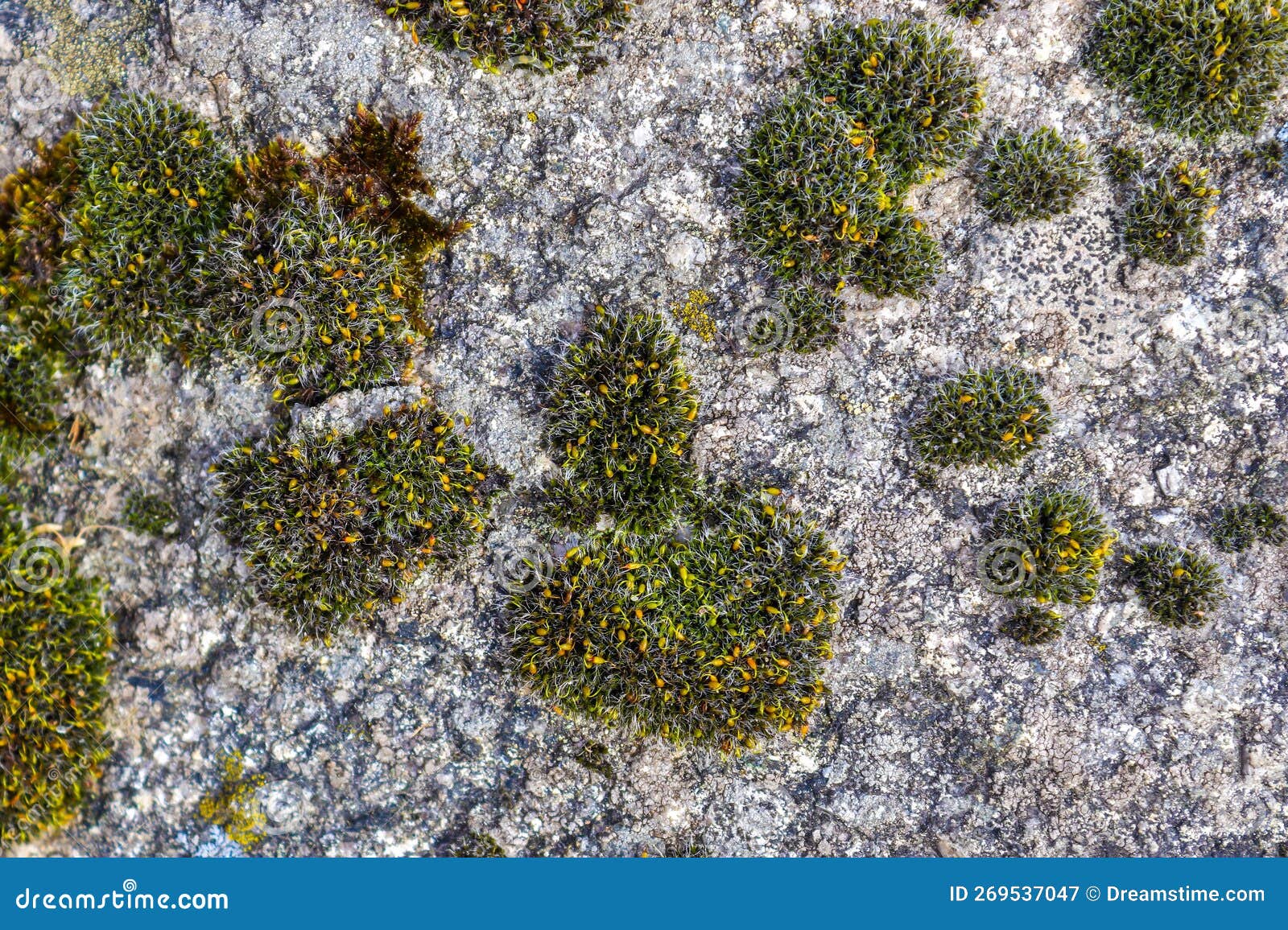 Detailed Close Up View at Different Moss Textures on a Forest Ground ...