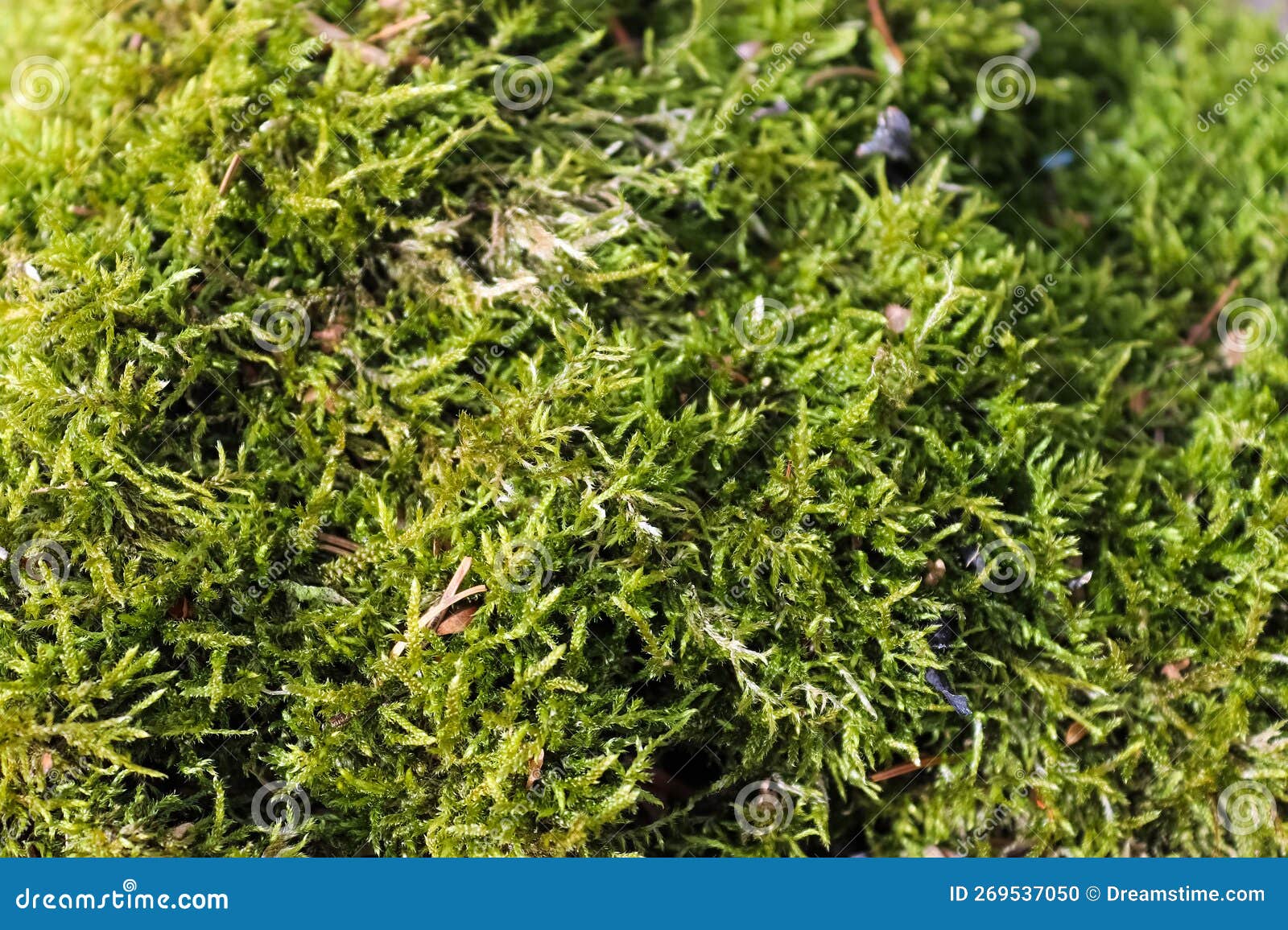Detailed Close Up View at Different Moss Textures on a Forest Ground ...