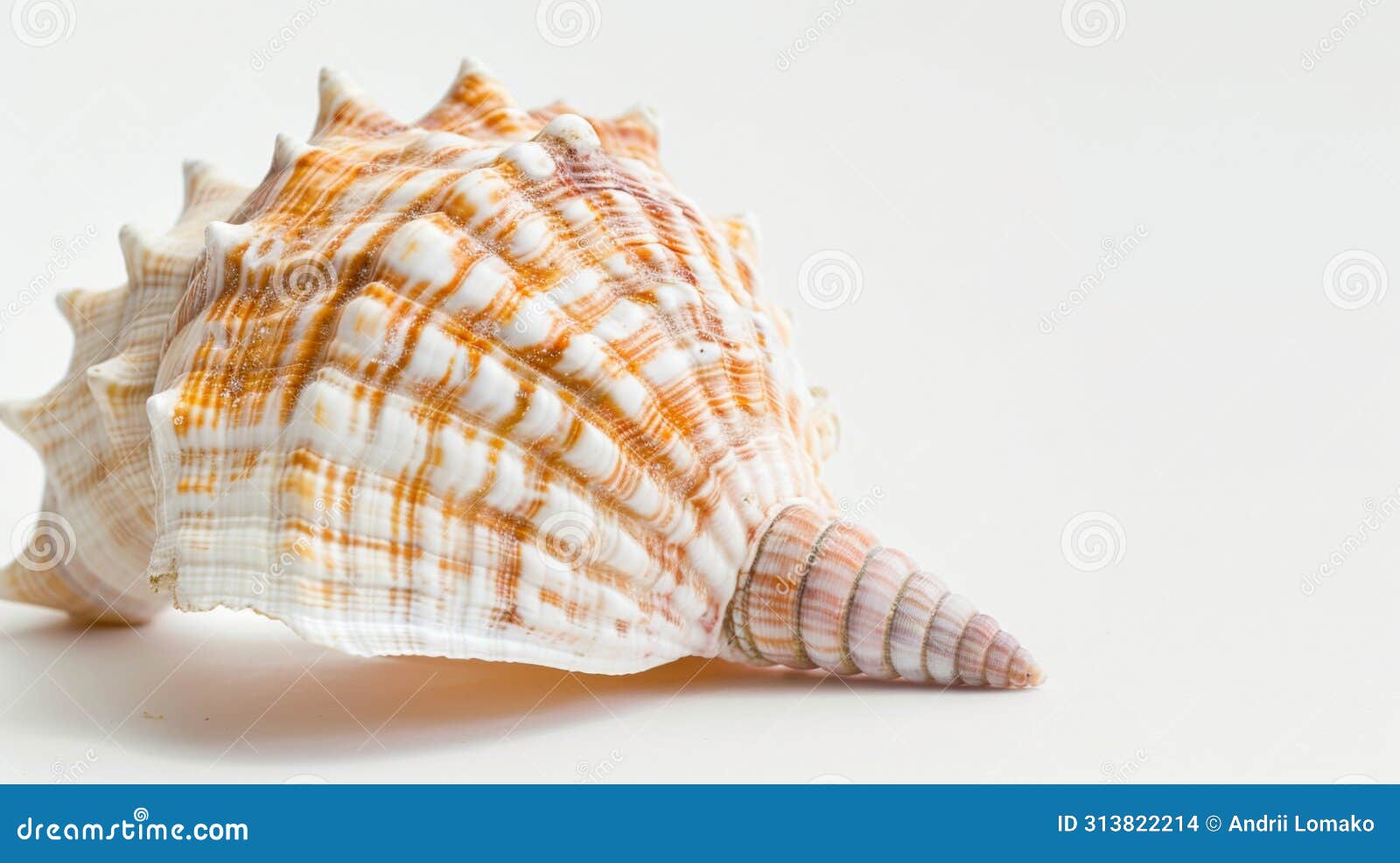 Close-Up of a Sea Shell on a White Background Stock Photo - Image of ...