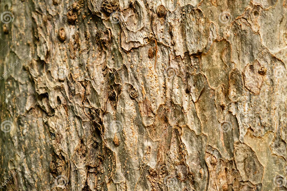 Detailed Close-up of Weathered Tree Bark Texture with Natural Patterns ...