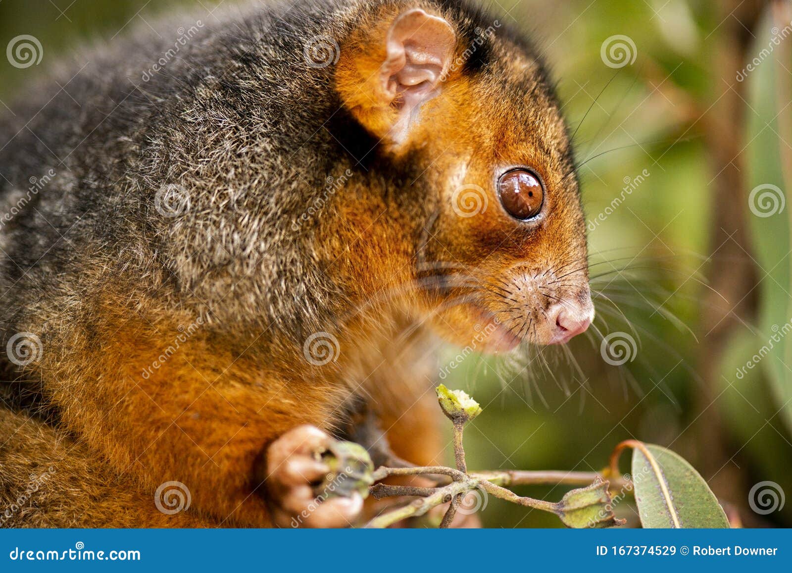 Ring-tailed Possum stock image. Image of fury, possum - 167374529