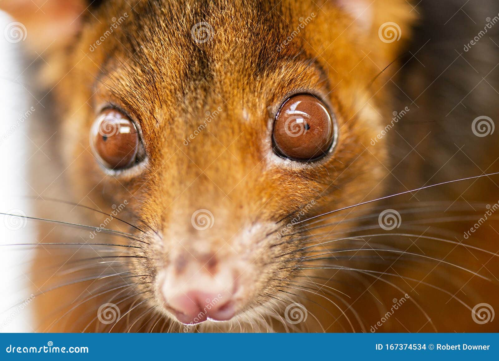 Ring-tailed Possum stock photo. Image of furry, mammal - 167374534