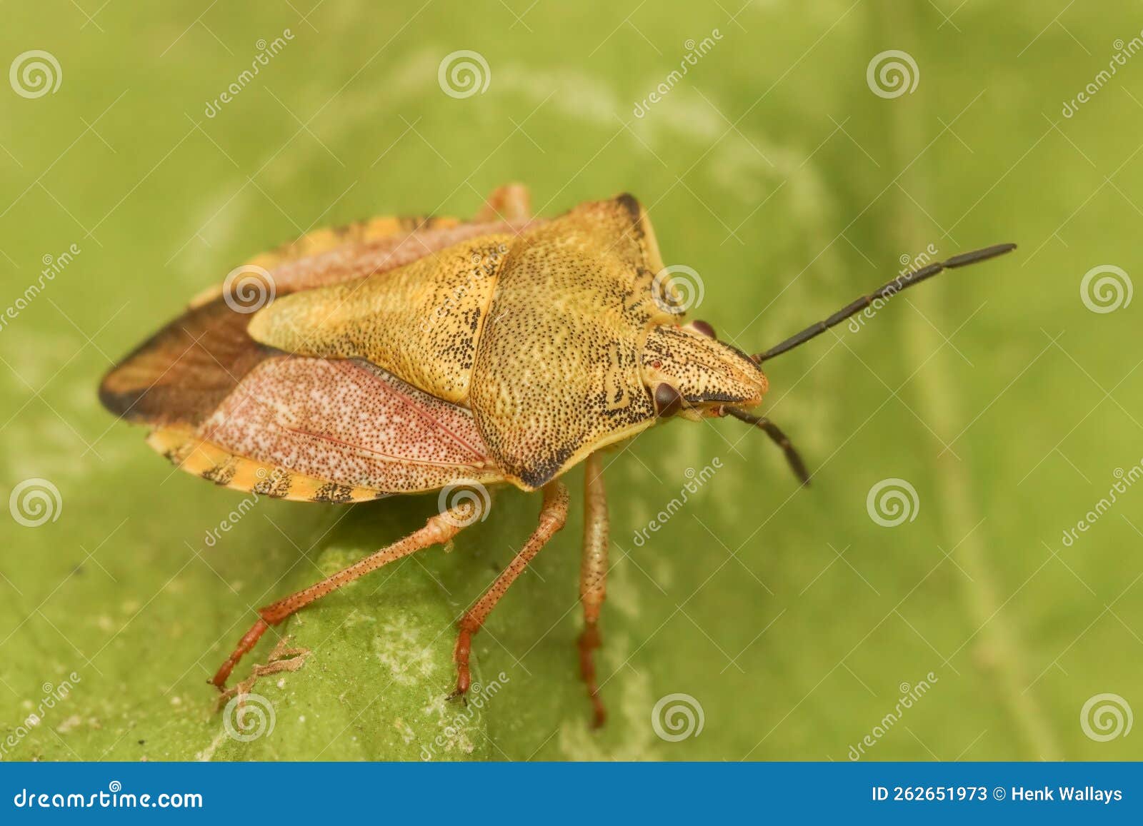 Closeup on the Colorful Carpocoris Fuscispinus Shieldbug Sitting on a ...
