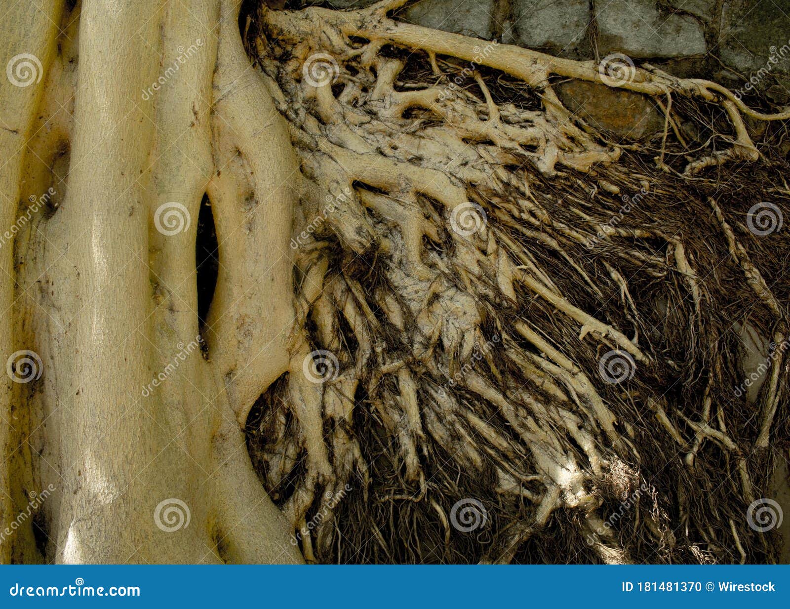Detailed Closeup Shot of Extensive Roots of a Tree on a Stonewall Stock ...