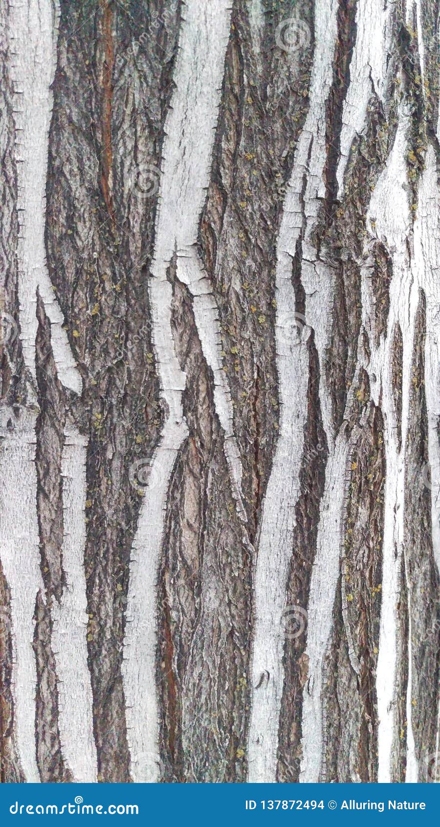 Red Maple Tree Trunk Closeup Stock Photo - Image of maple, detailed ...