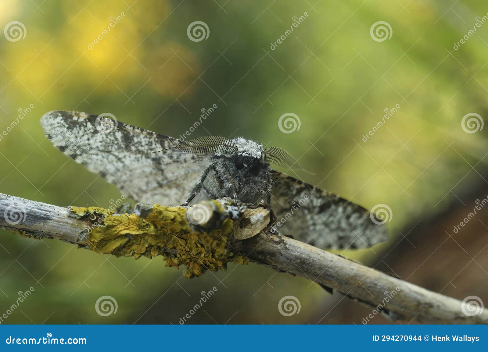 Closeup on the White Version of the Peppered Moth, Biston Betularia ...