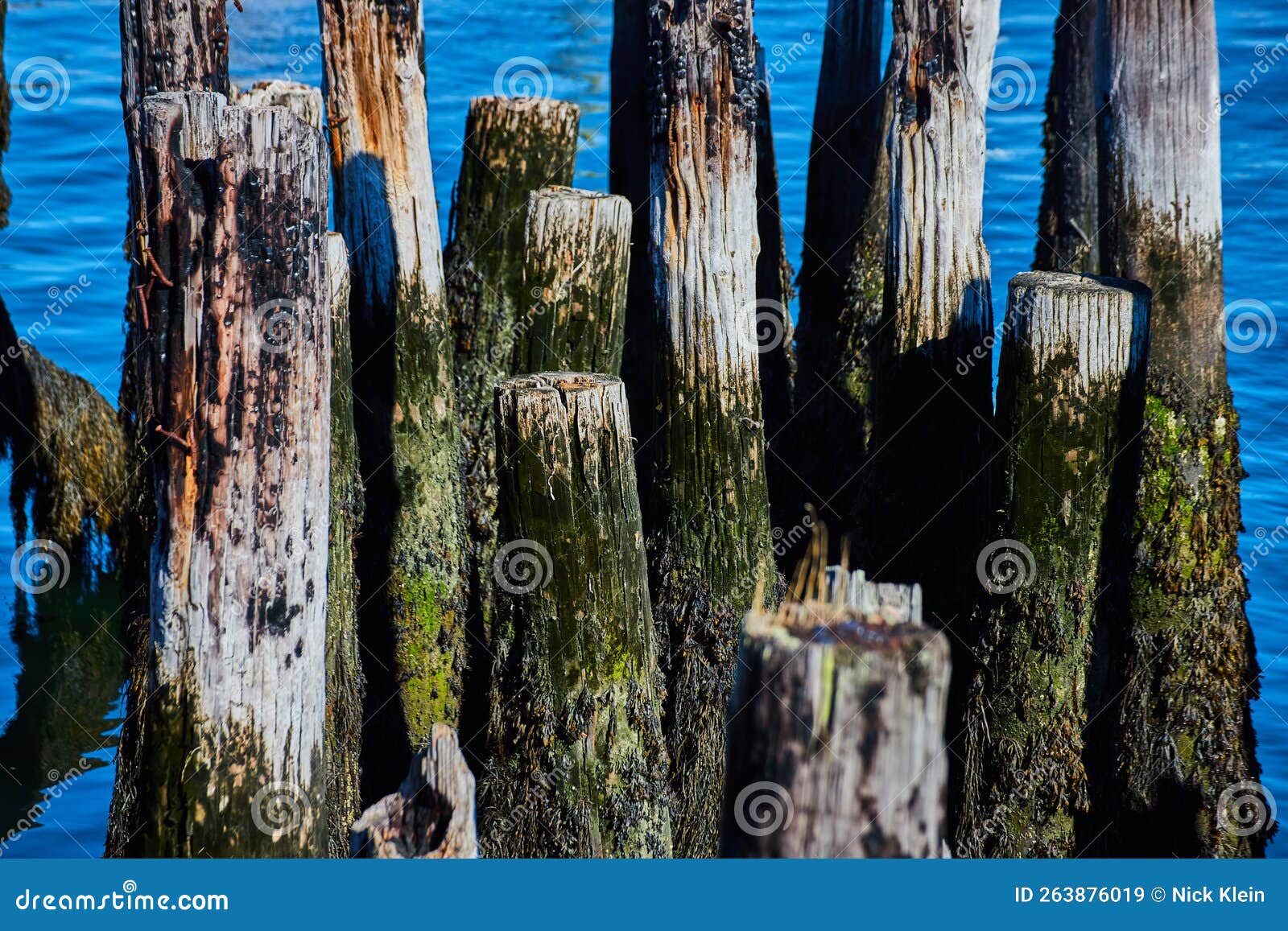 Detailed Cluster of Mossy Wood Pilings in Dock Stock Image - Image of ...