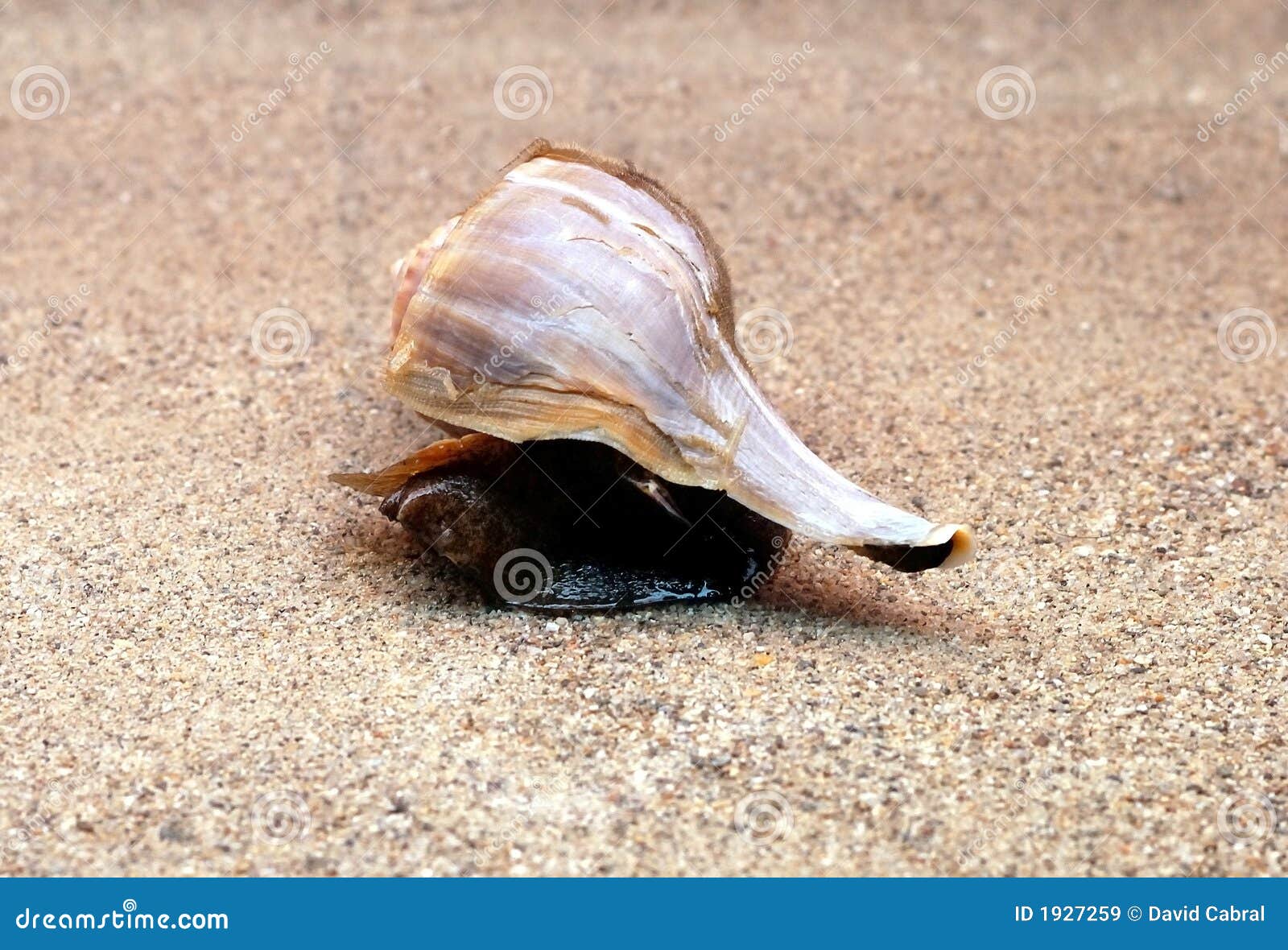 Detailed Conch stock image. Image of detailed, closeup - 1927259