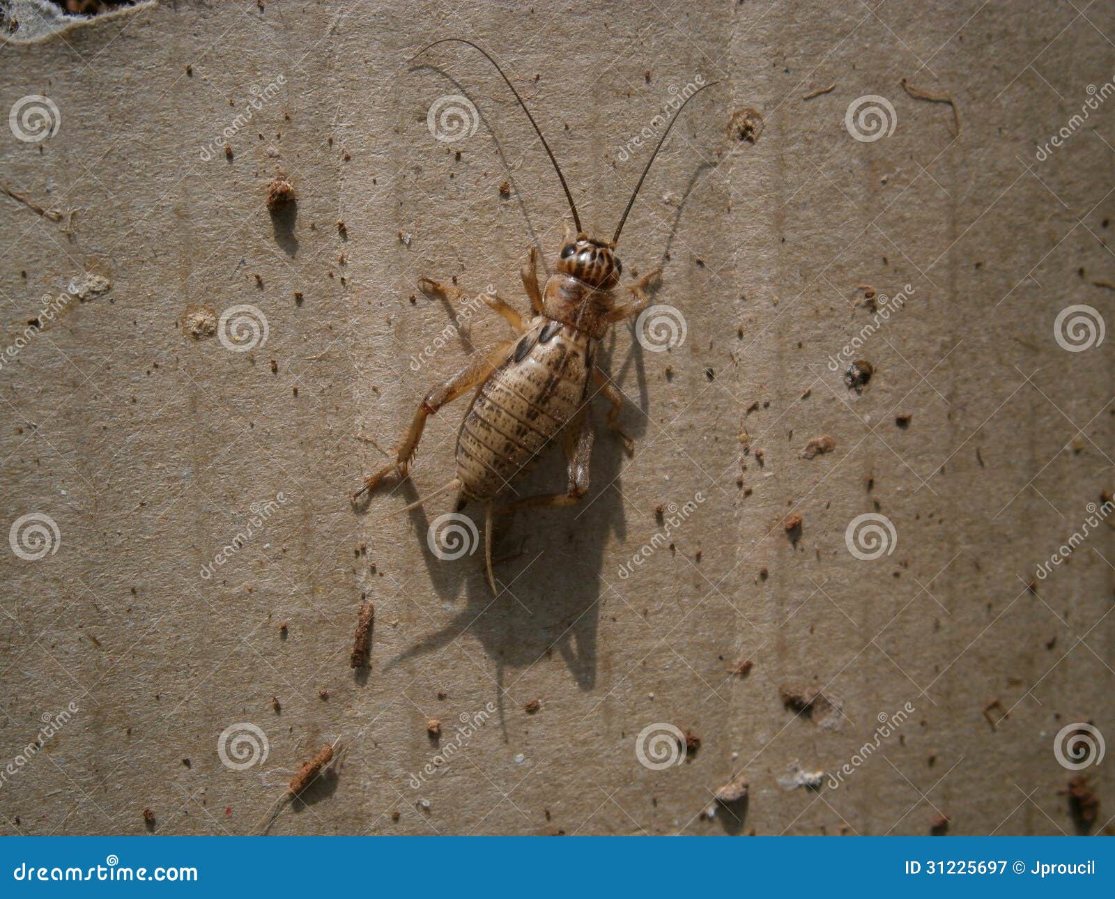 Detailed cricket/Grig stock image. Image of legs, animals - 31225697