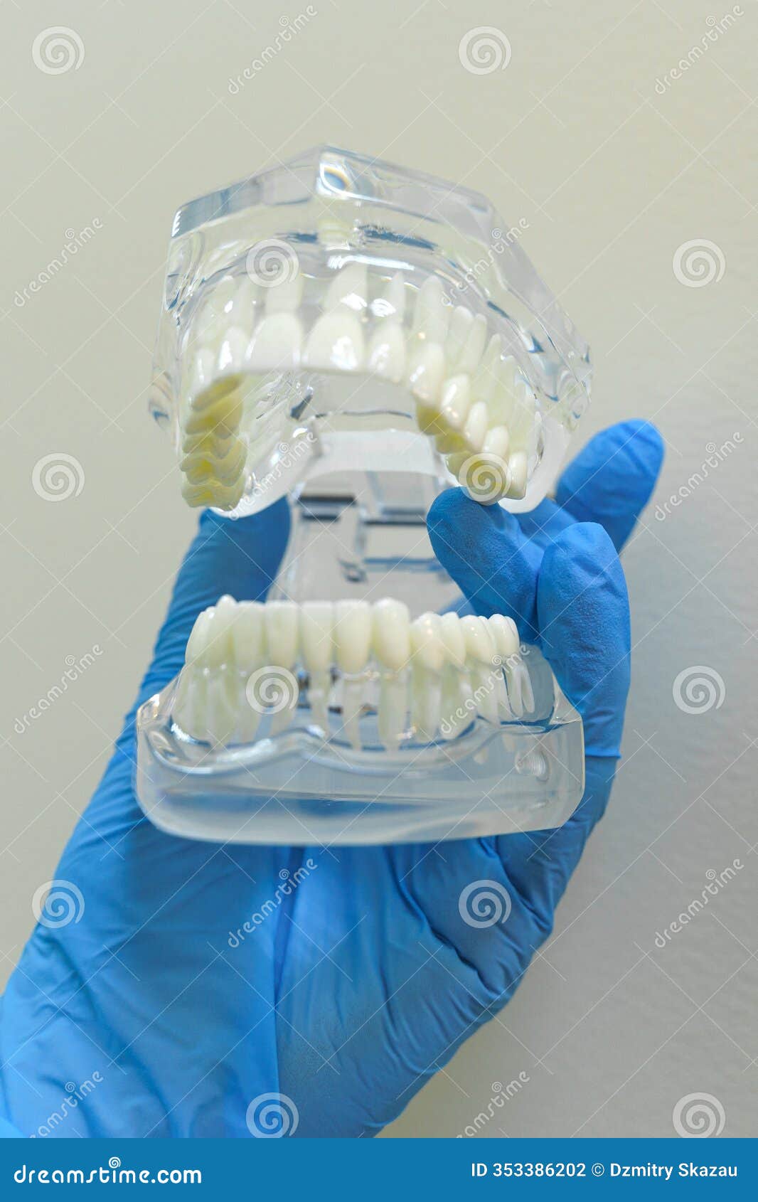 Detailed Dental Model Held in Gloved Hand Showcasing Perfect Tooth ...
