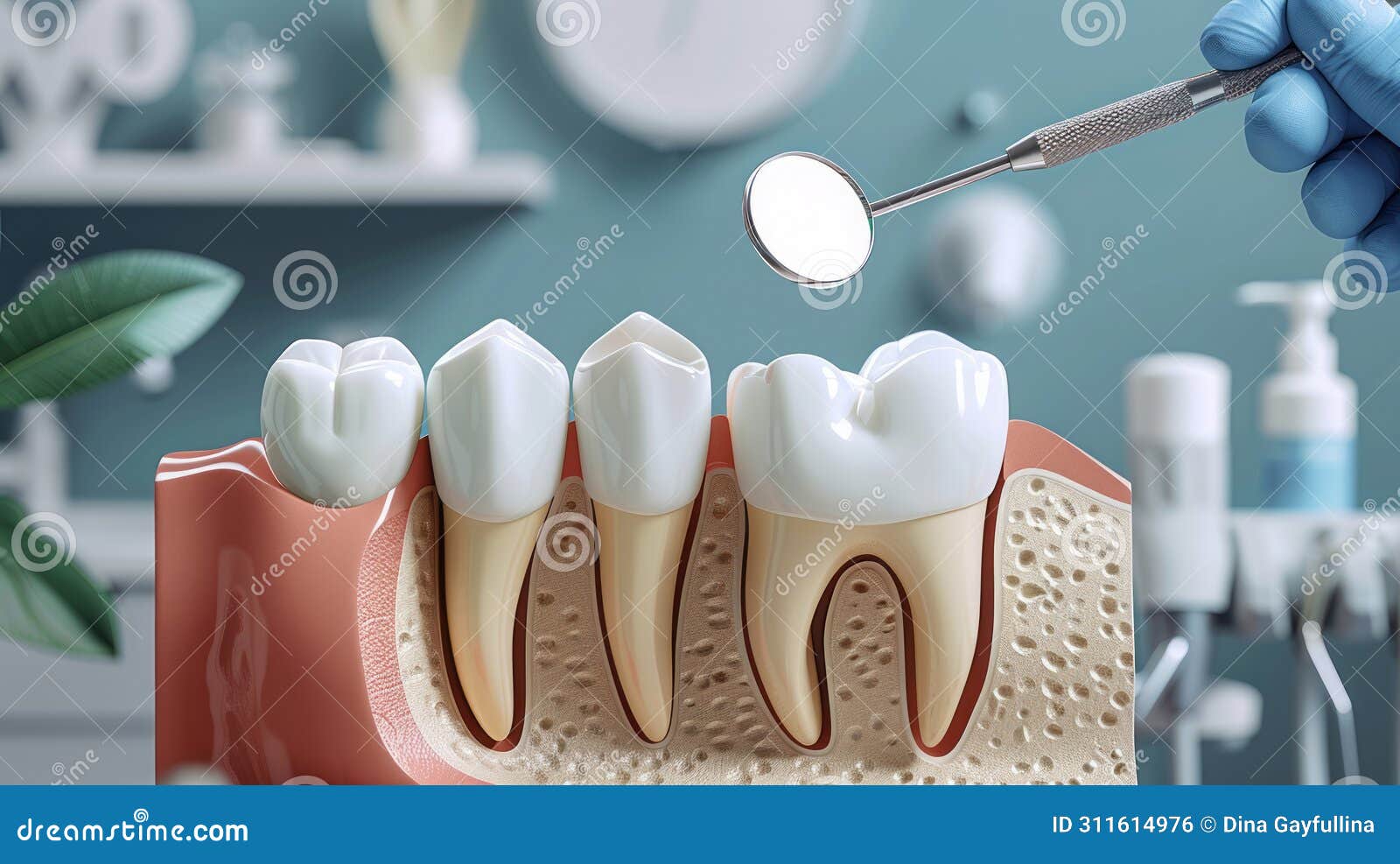 Detailed Dental Model with Mirror, Showcasing Tooth Structure for ...