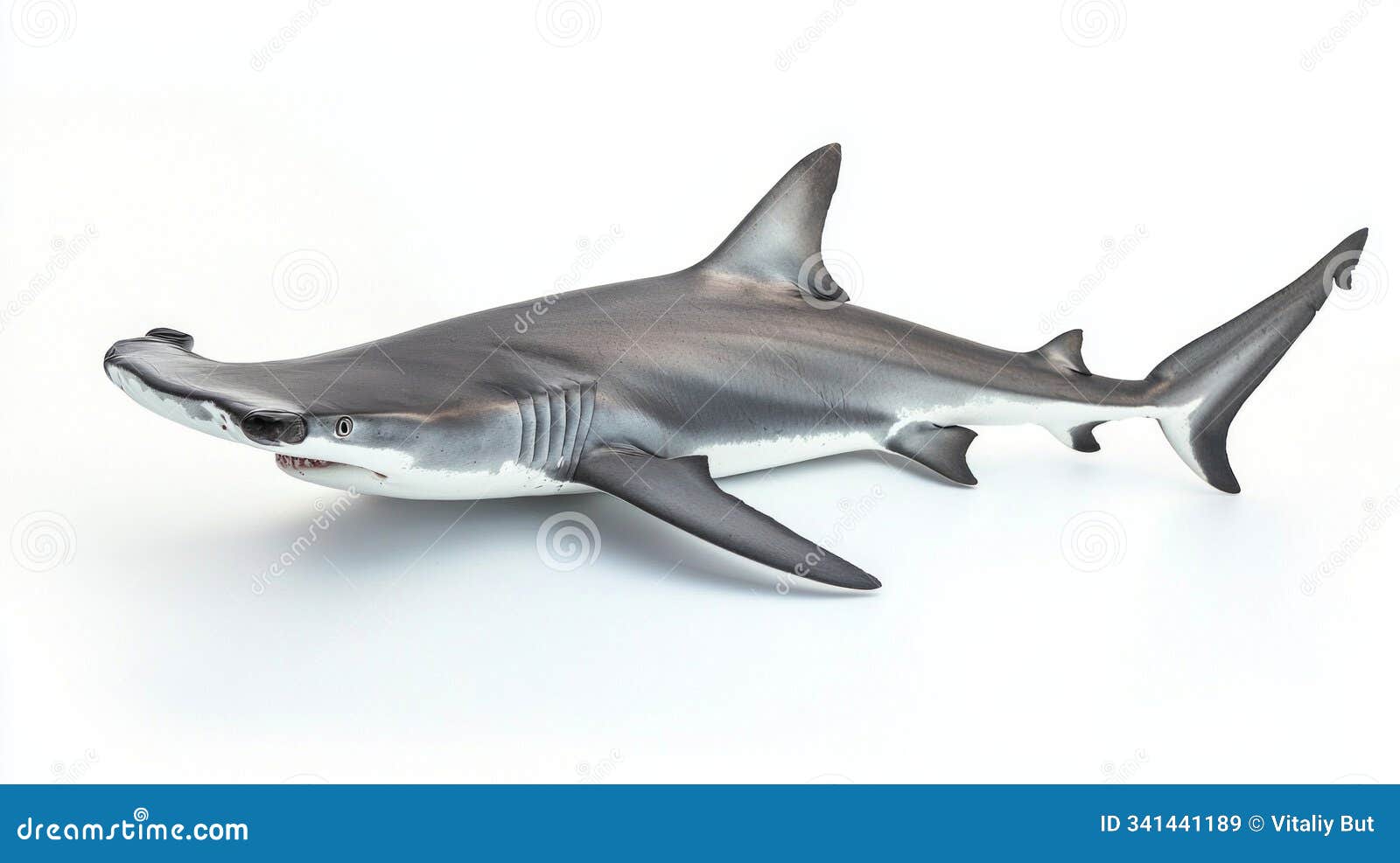 Detailed Depiction of a Hammerhead Shark Highlights Its Distinct Head ...