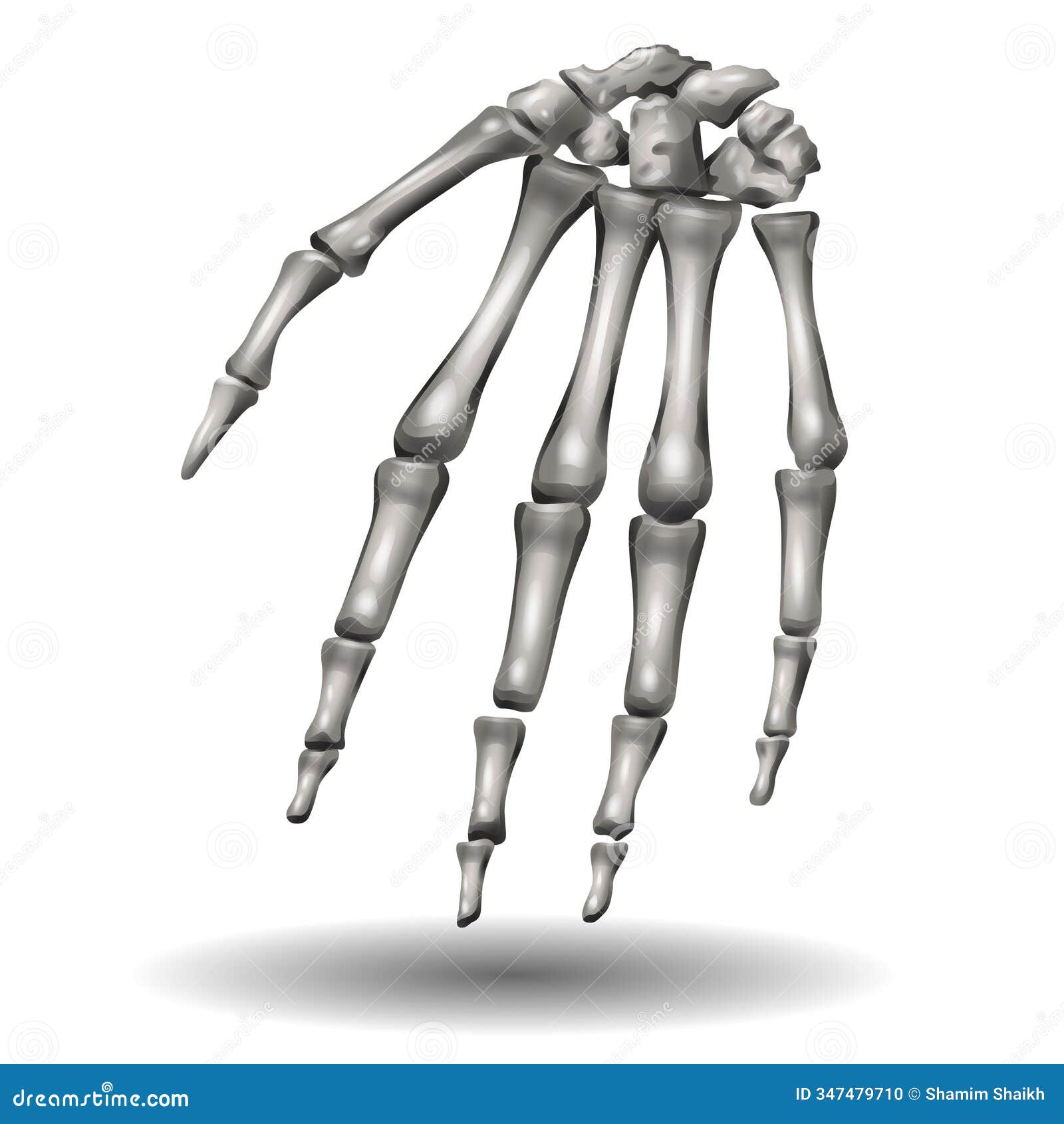A Detailed Depiction of a Human Hand Skeleton is Shown, Illustrating ...