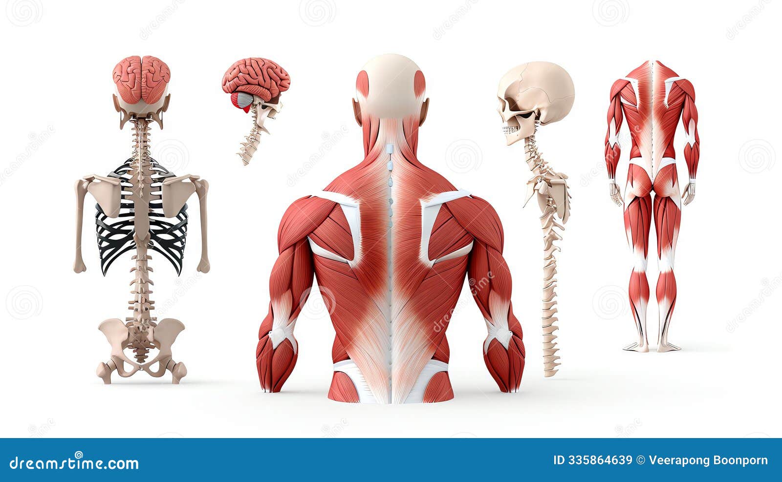 A Detailed Diagram Showing the Muscle Groups Targeted during Different ...