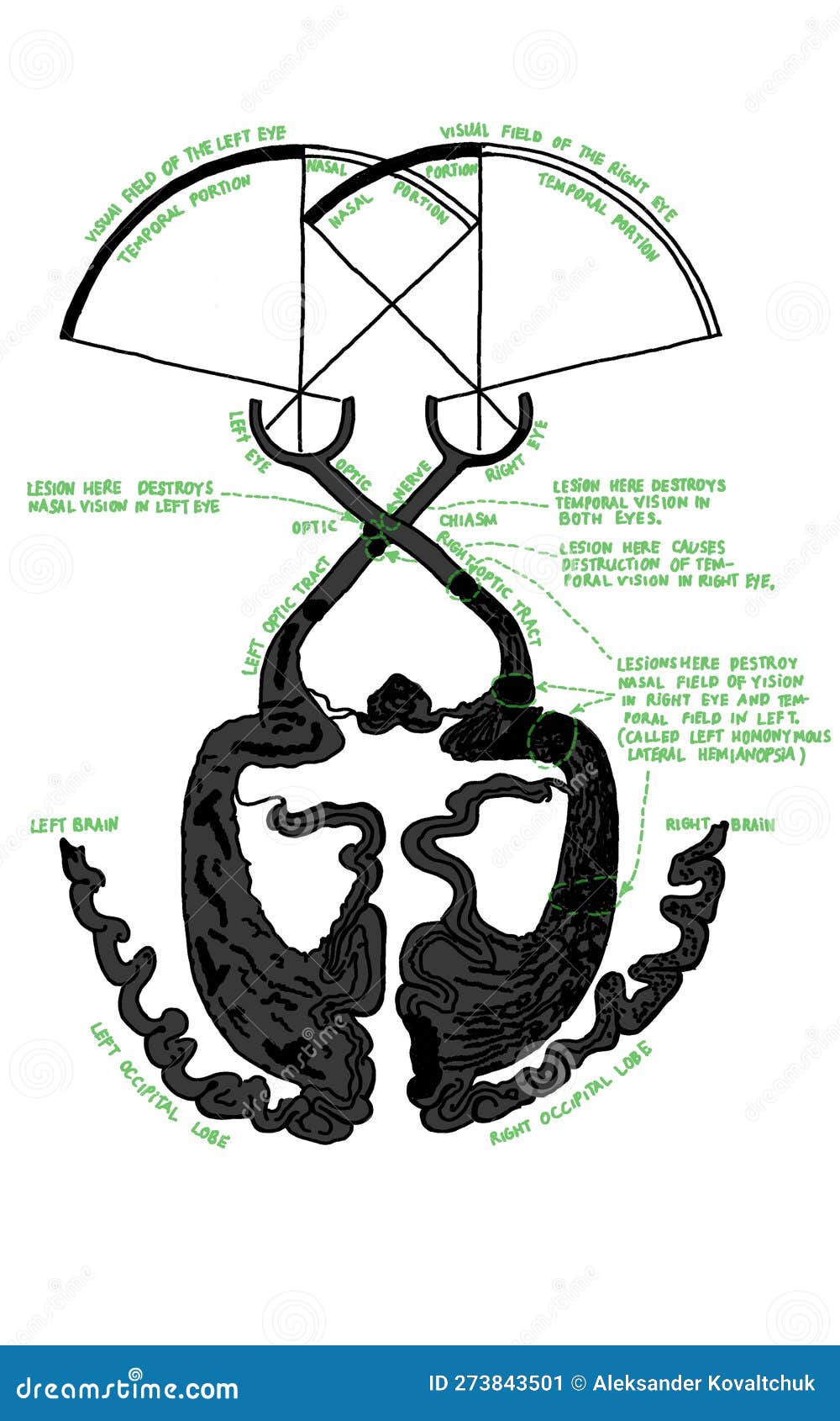 Detailed Eye and Brain Typography with Optic Nerves and Visual Cortex ...