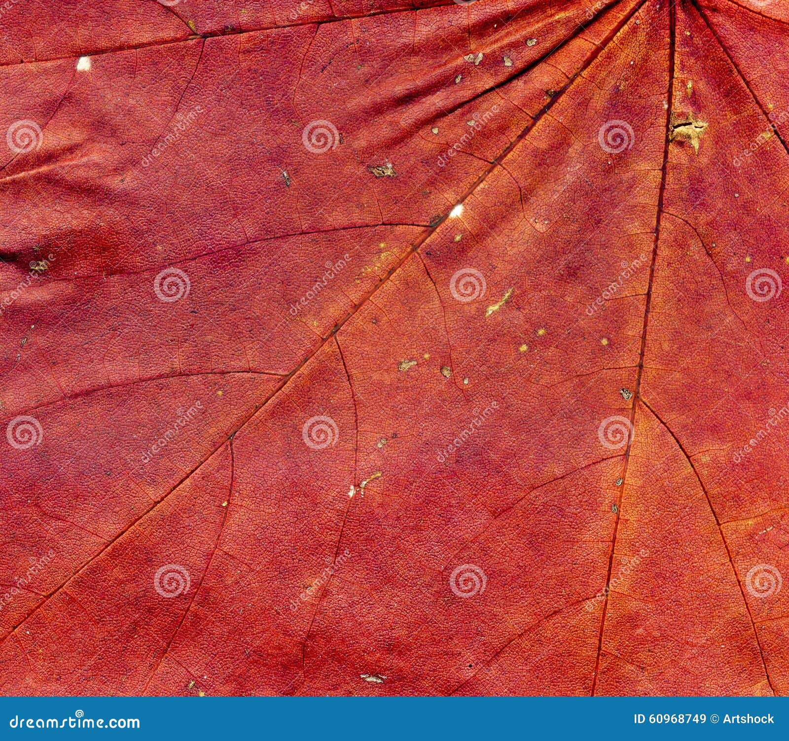 Detailed Fall Maple Leaf Texture Stock Image - Image of color, bright ...