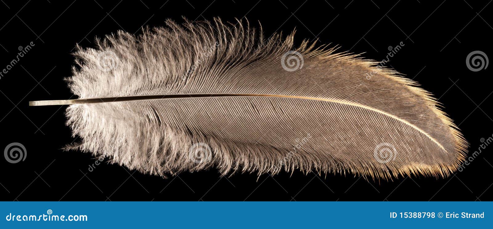 Detailed Feather stock photo. Image of black, wing, detailed - 15388798