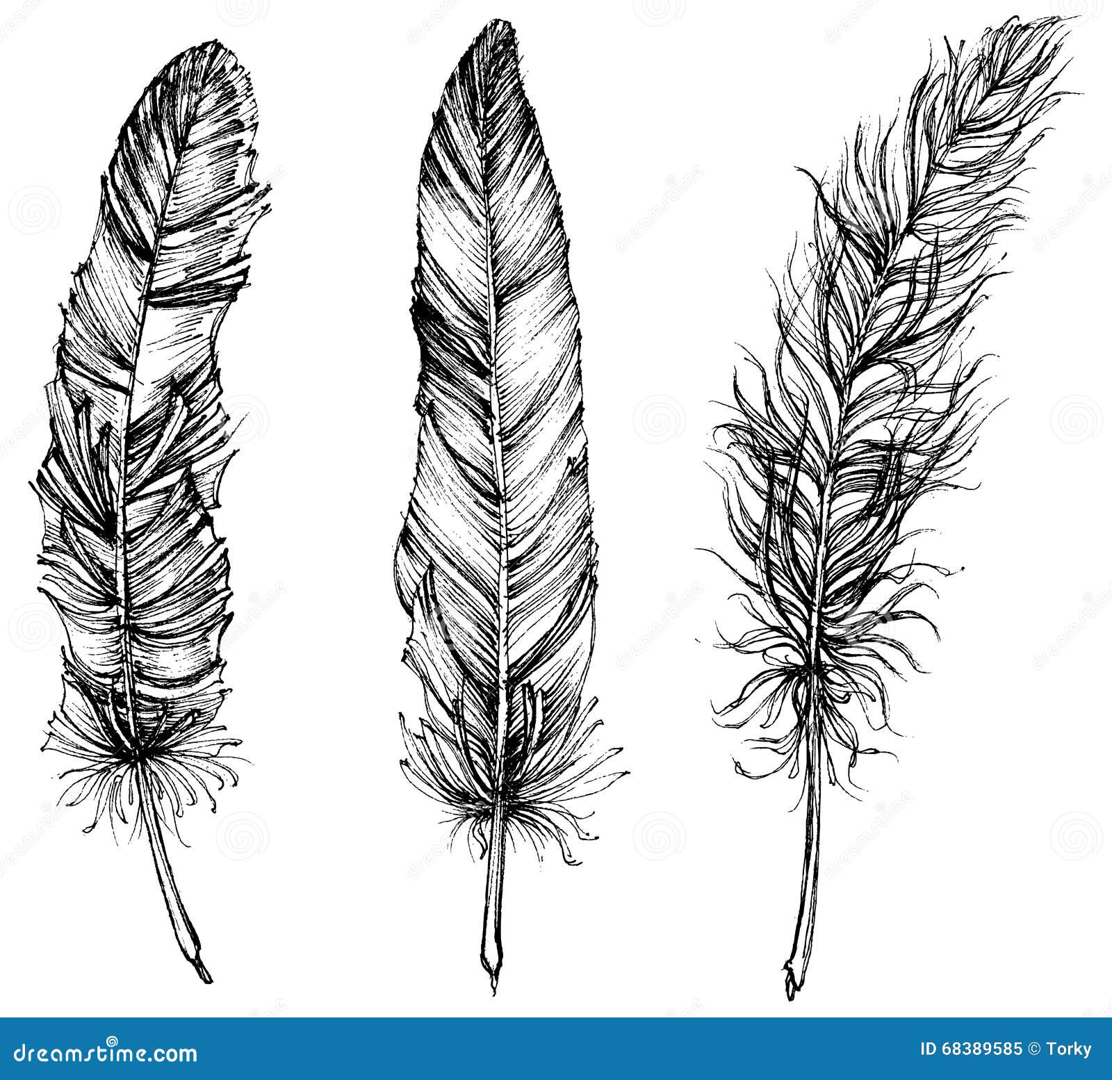 Detailed feathers stock vector. Illustration of beauty - 68389585