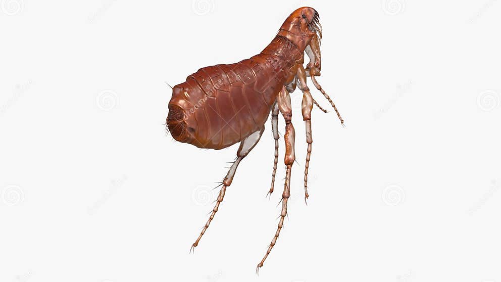 Detailed Flea Model for Educational Visualization Projects Stock ...