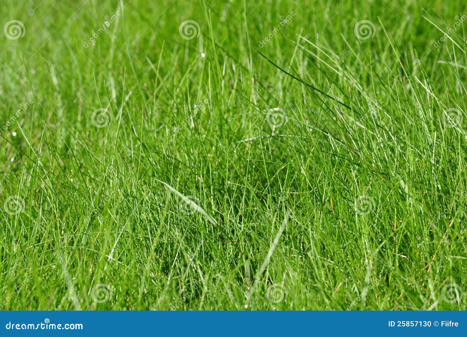 Detailed grass texture stock photo. Image of green, landscaping - 25857130