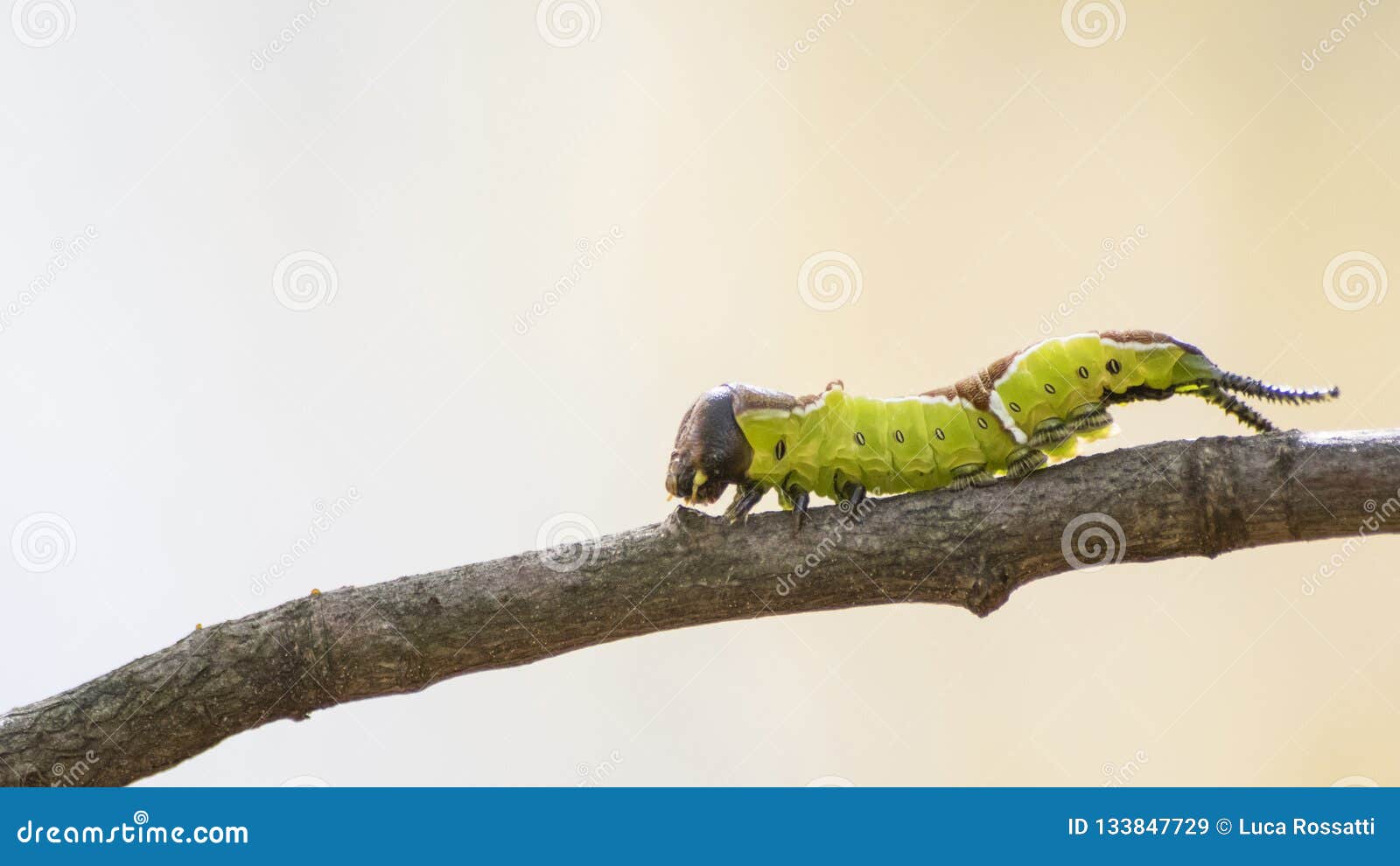 Detailed Green Caterpillar on a Branch in a Natural Environment Stock ...