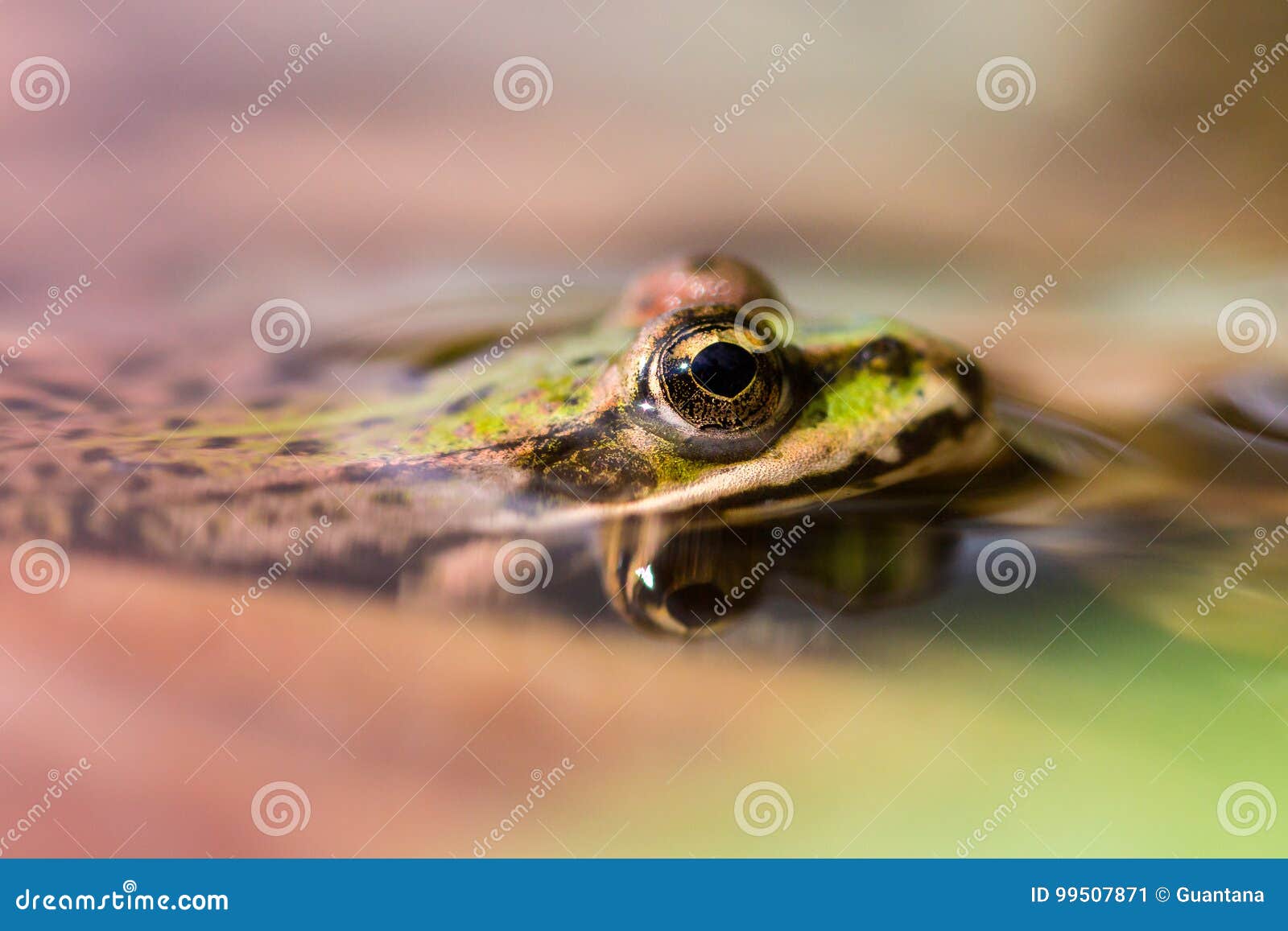 Green frog macro stock image. Image of bright, clamitans - 99507871